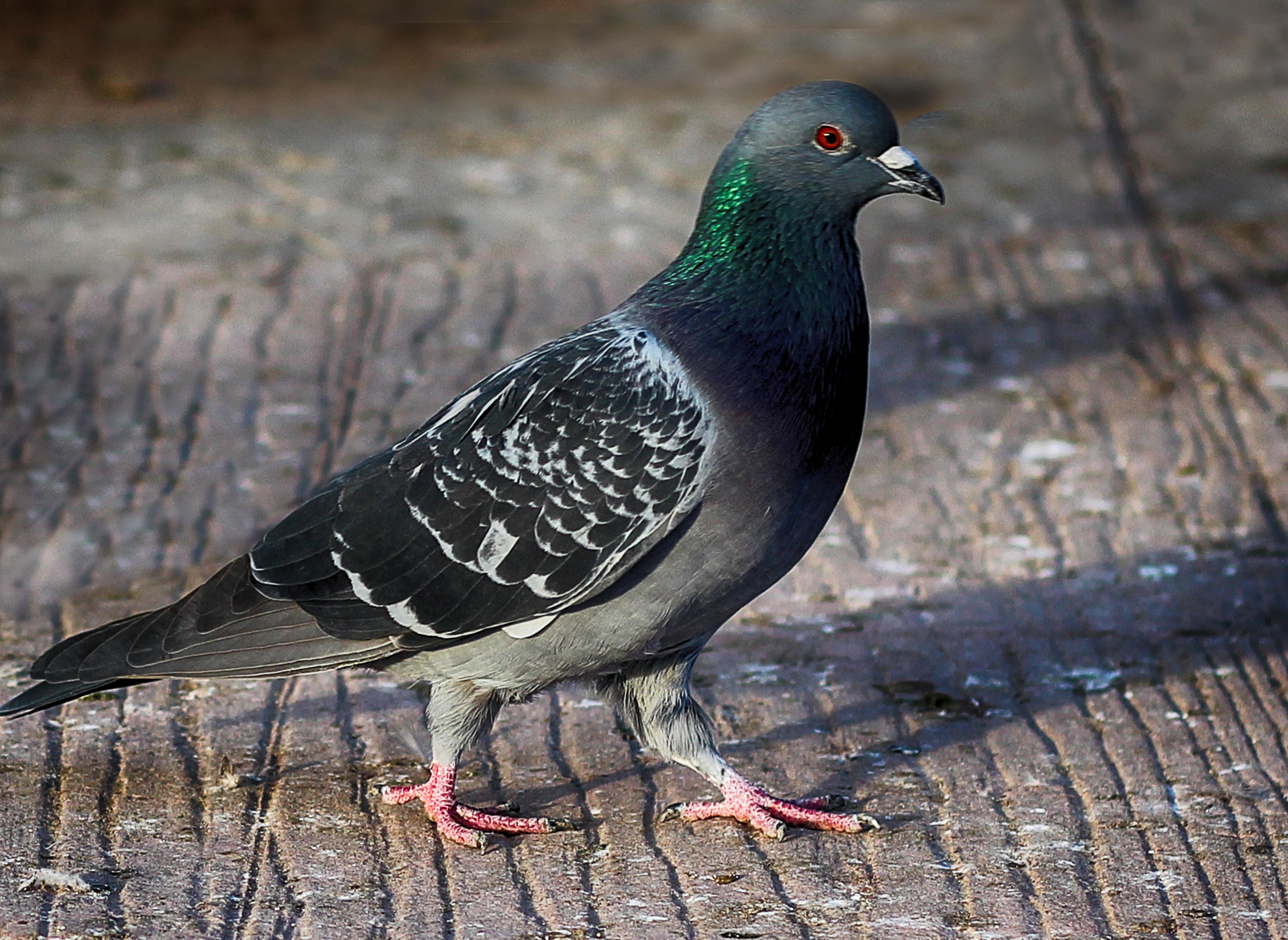 Close-up of a Walking Pigeon · Free Stock Photo