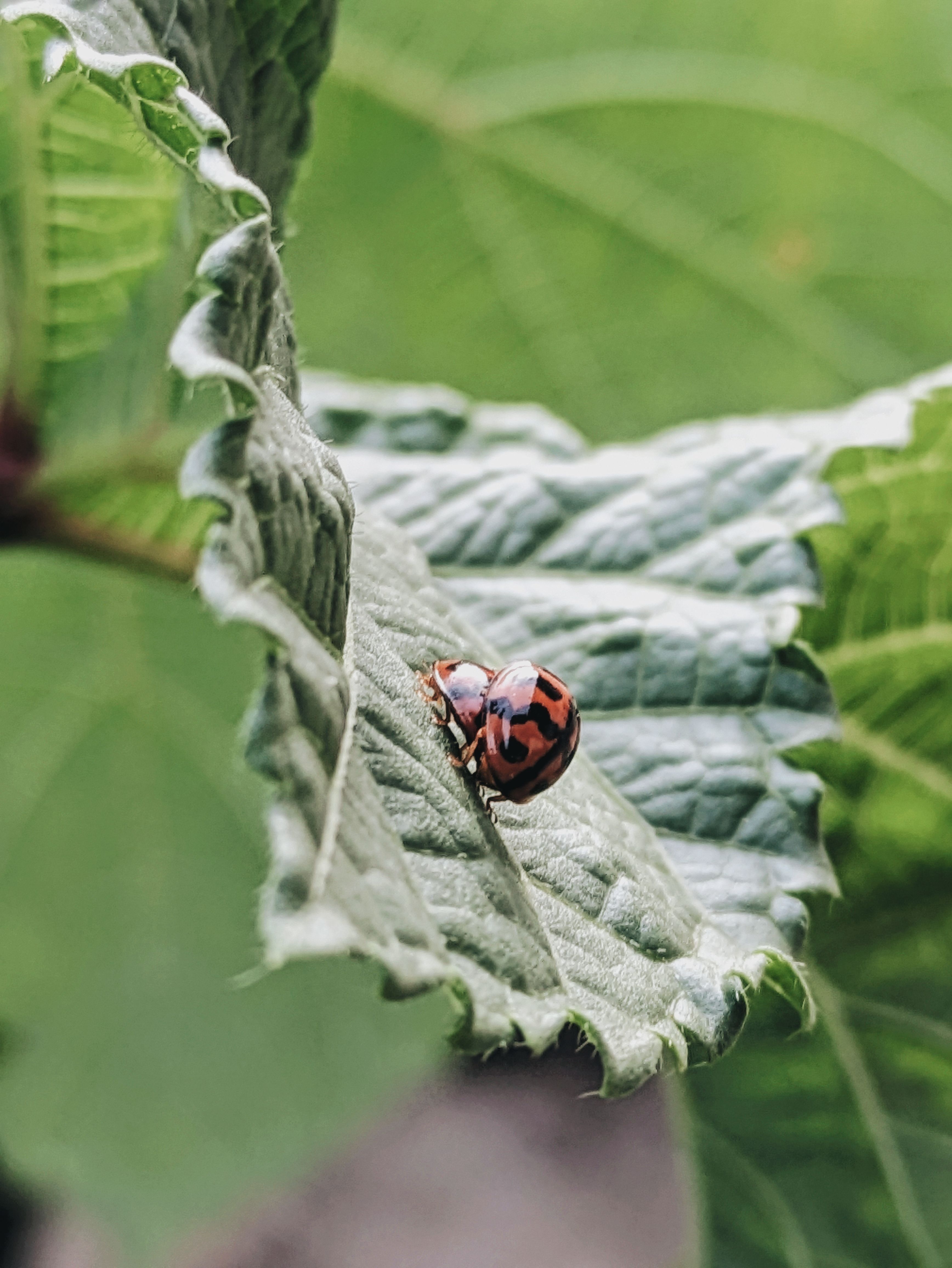 Lady Bird · Free Stock Photo