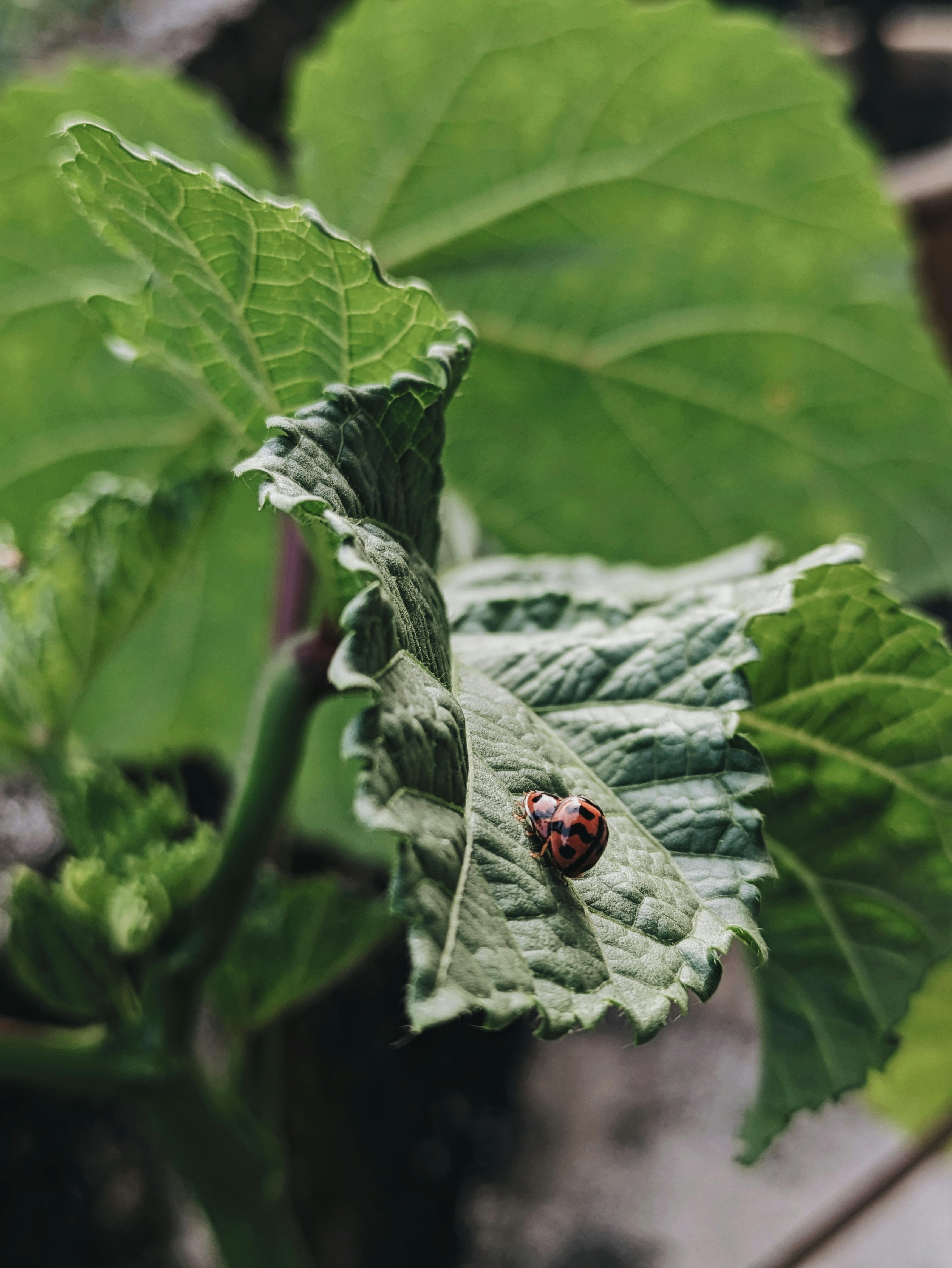 Bug on Leaf · Free Stock Photo