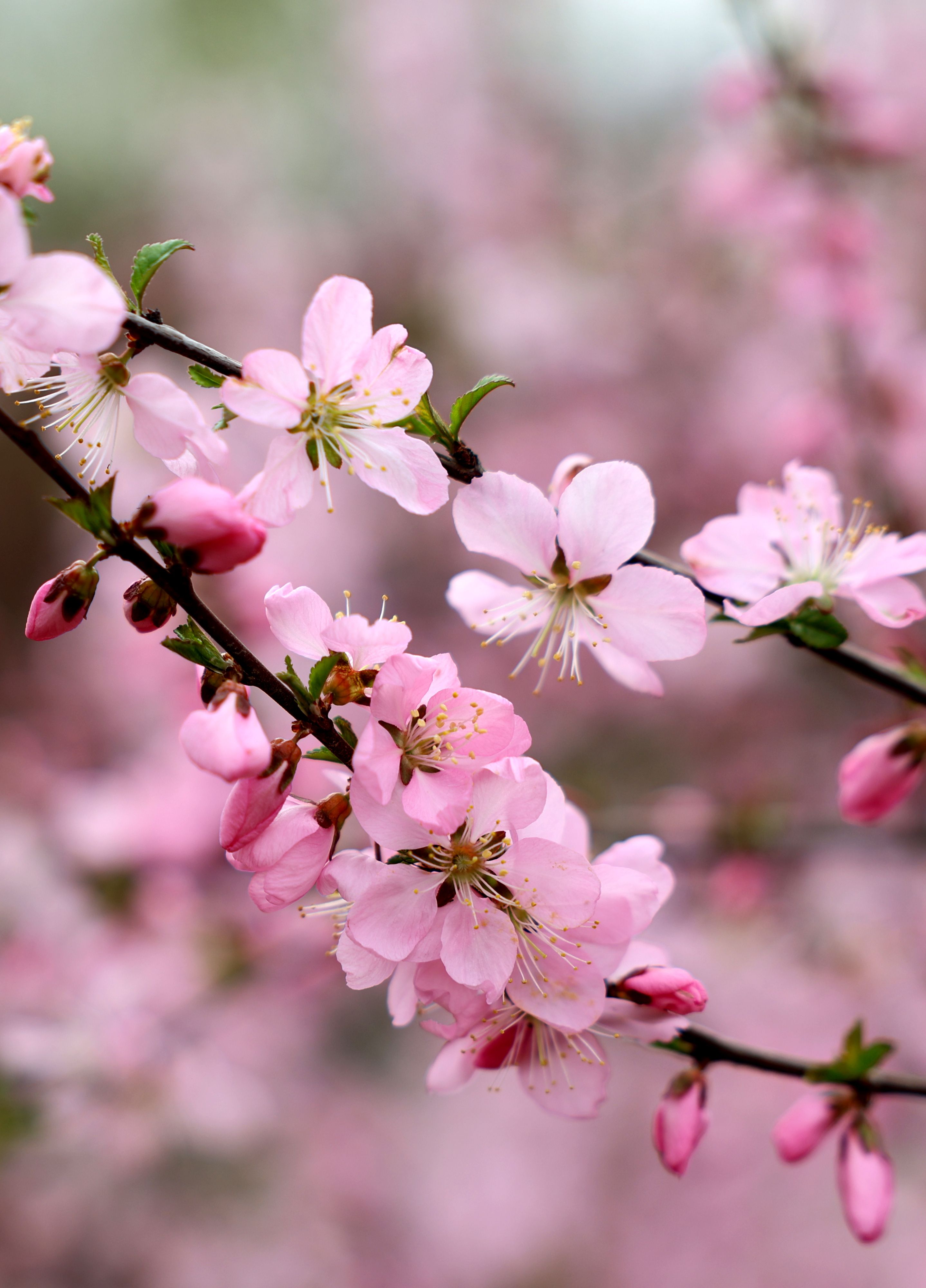 Spring Pink Flowers in Bloom · Free Stock Photo
