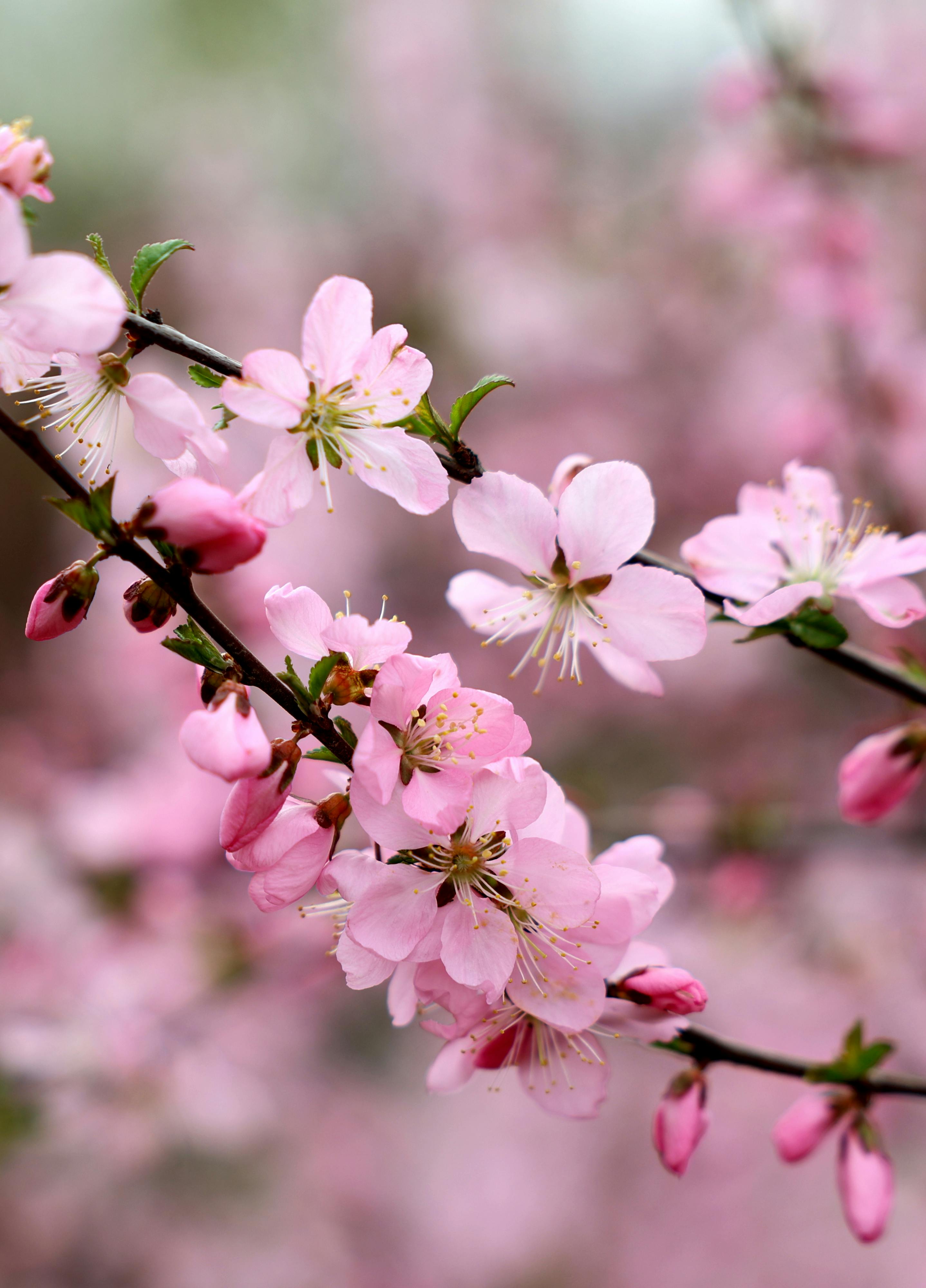 Spring Pink Flowers in Bloom · Free Stock Photo