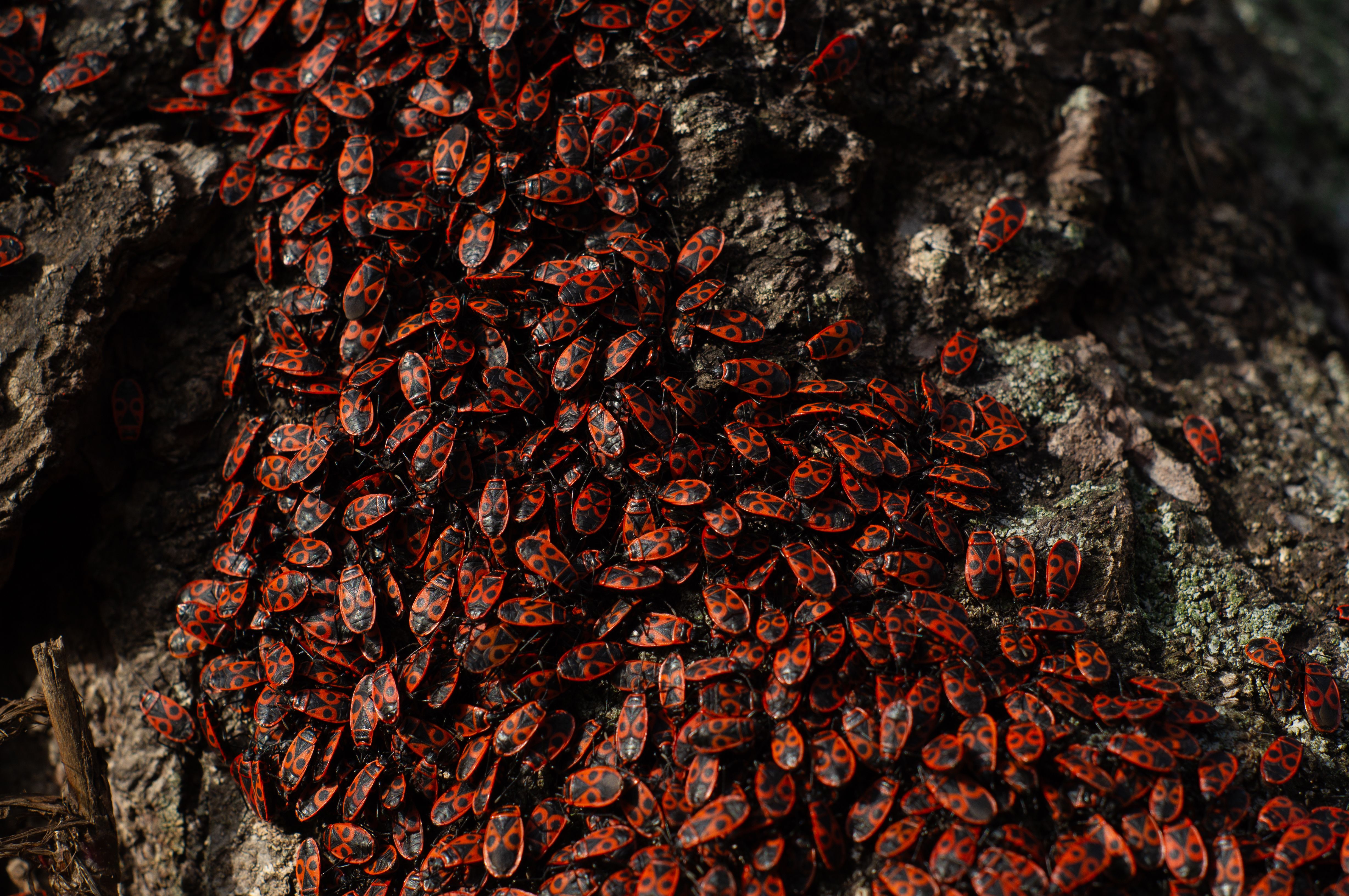 Bark Beetle Photos, Download The BEST Free Bark Beetle Stock Photos ...