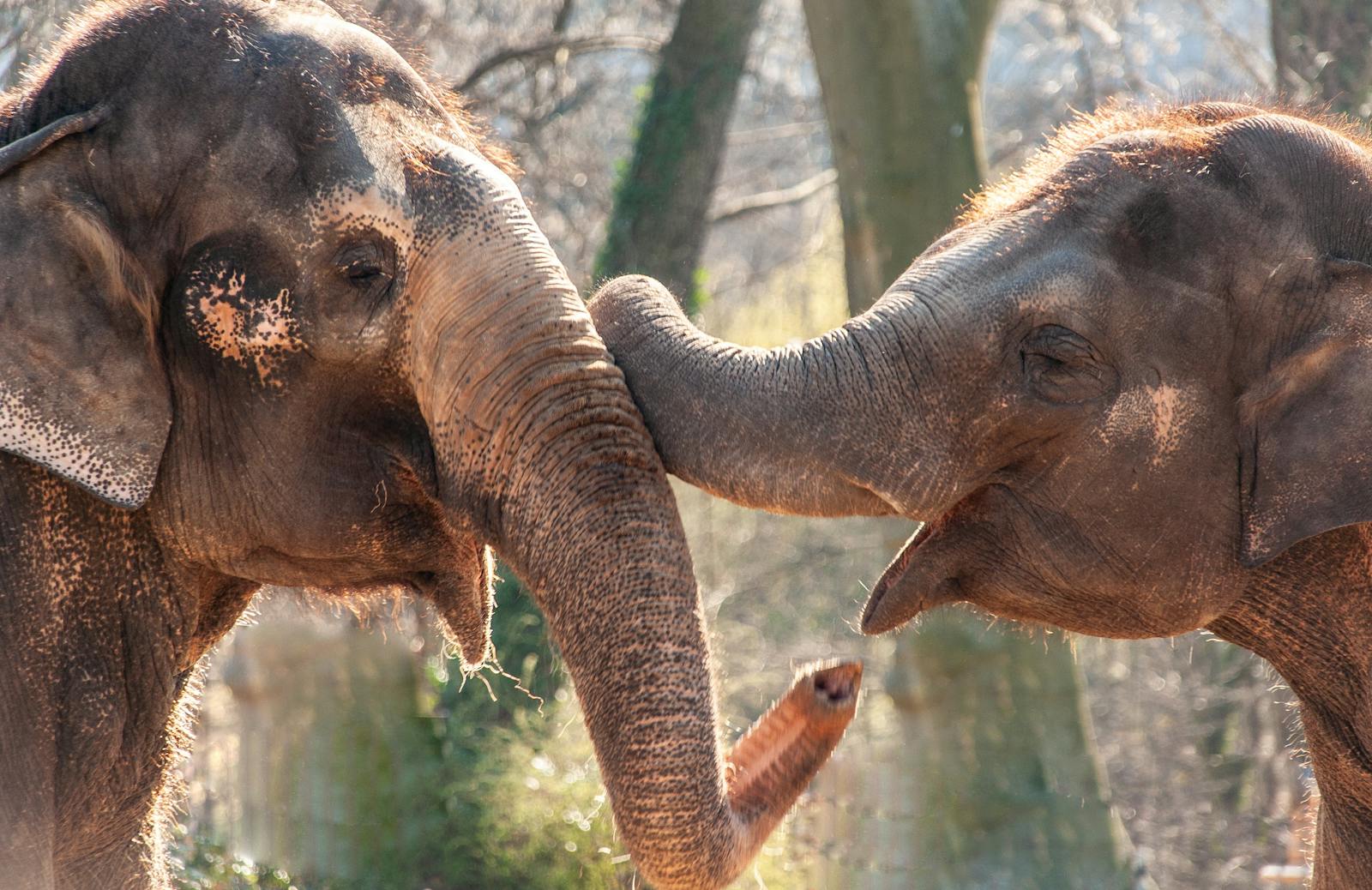 Forest Animals Photos, Download The BEST Free Forest Animals Stock ...