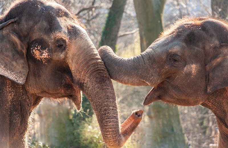 Forest Animals Photos, Download The BEST Free Forest Animals Stock ...