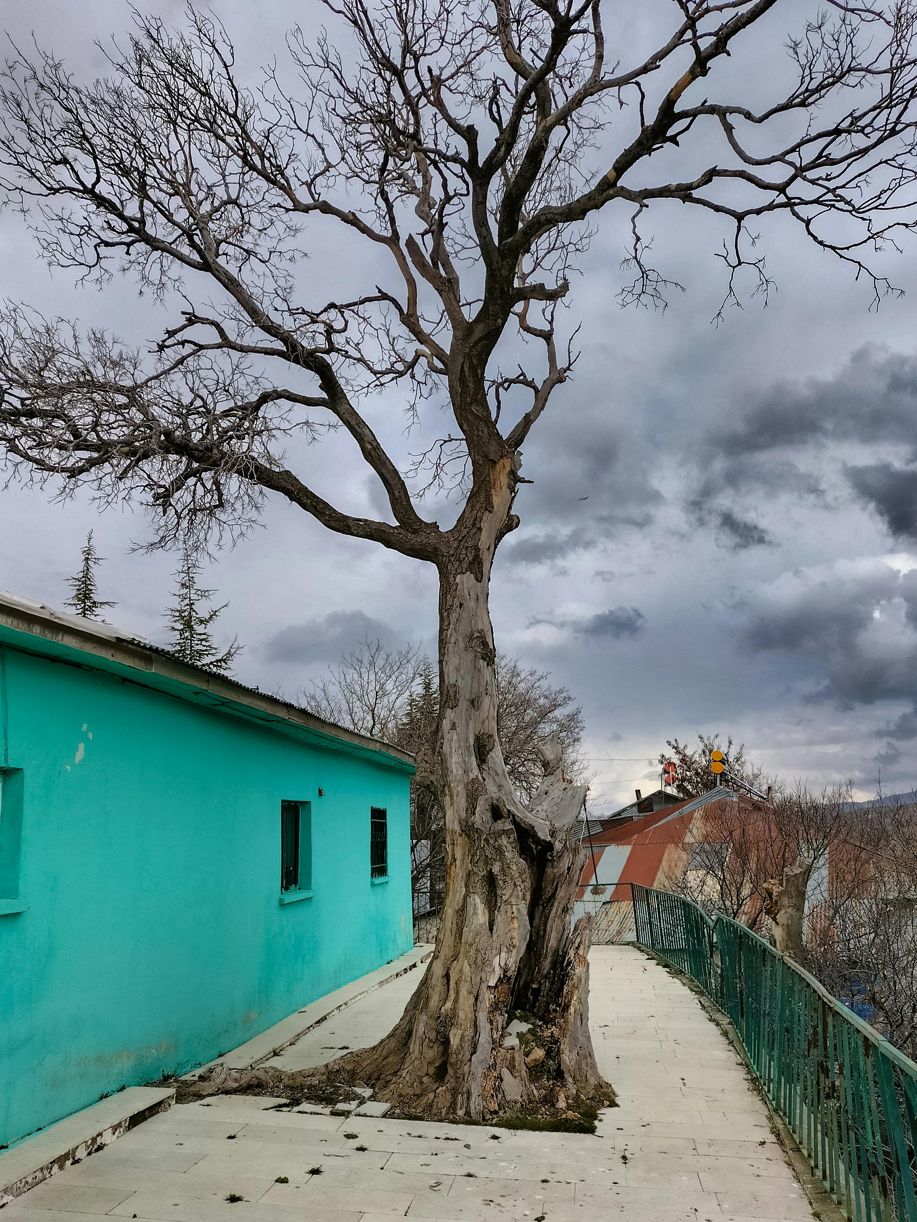 Empty Tree on a Pavement · Free Stock Photo