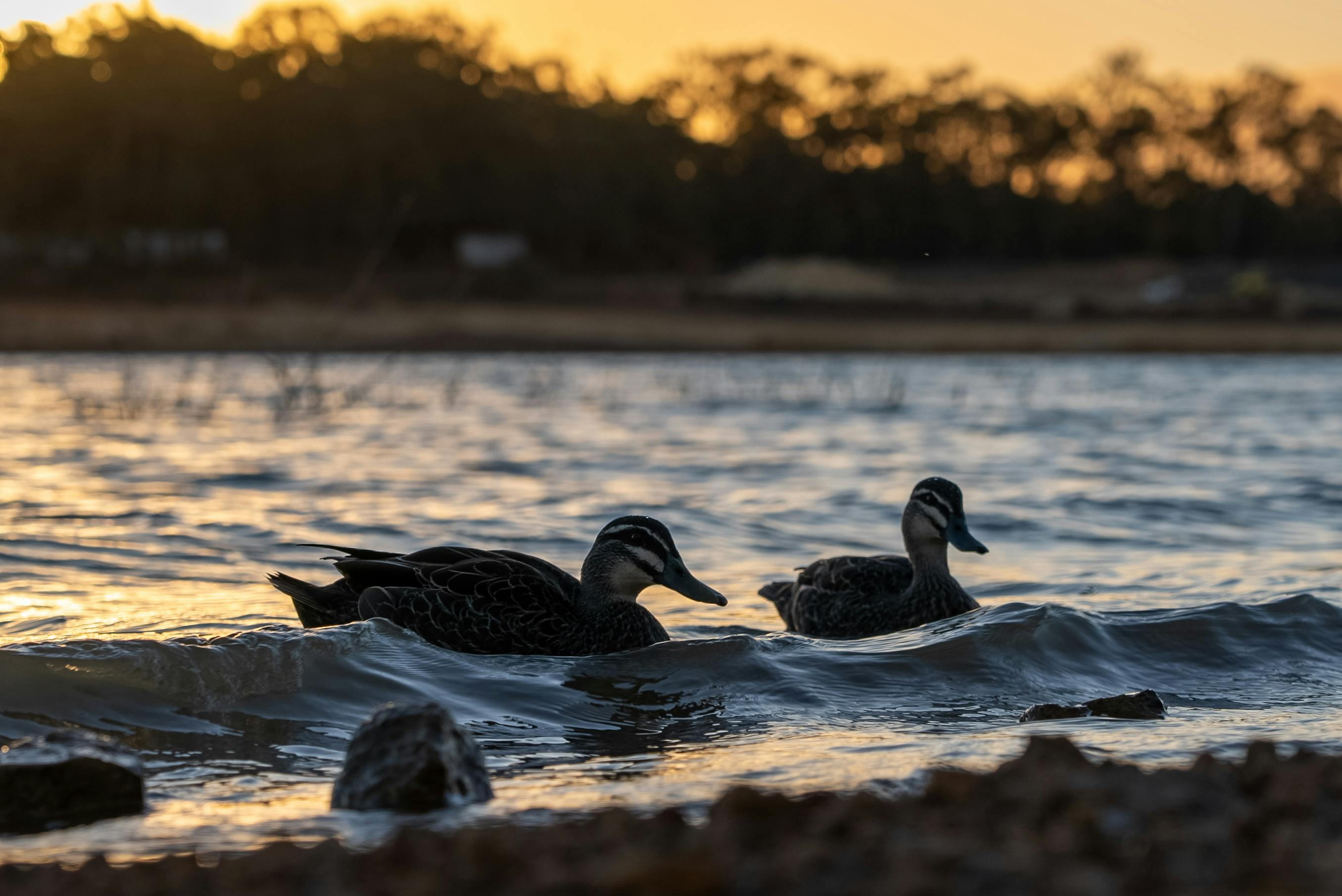 Zane Holmes — Фотография