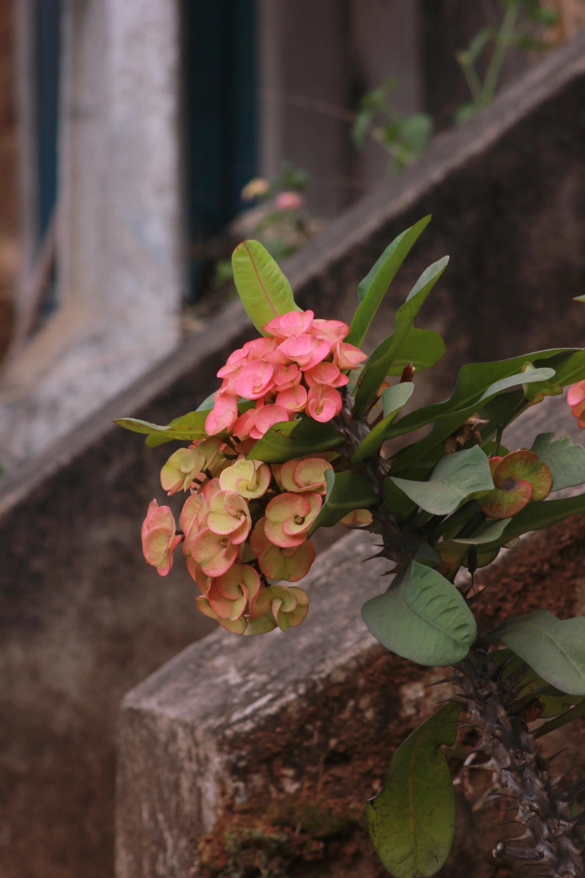 Senula Santhanayaka - Fotografía