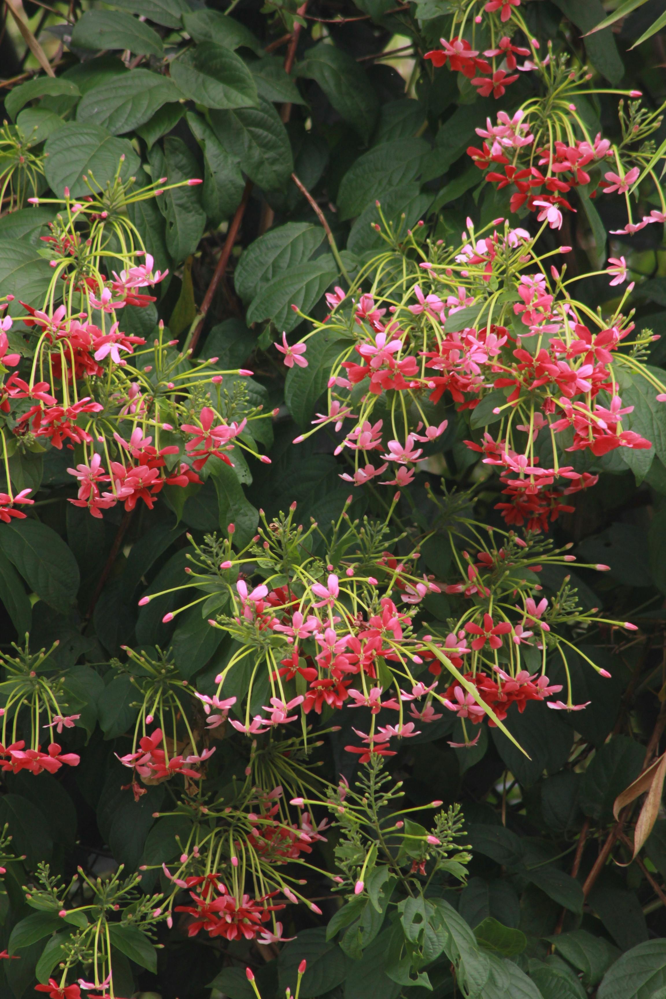 Senula Santhanayaka - Photography