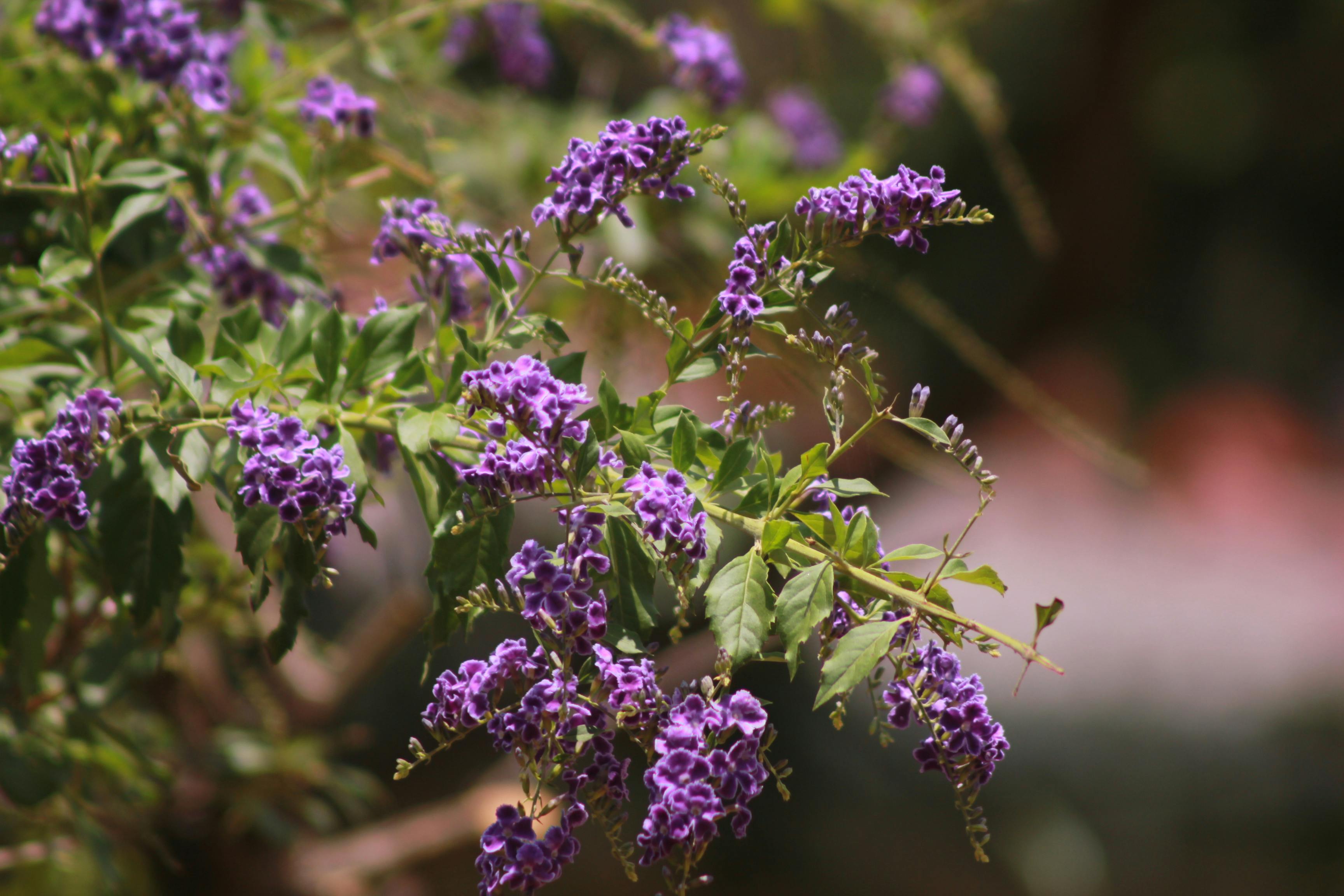 Senula Santhanayaka - Photography