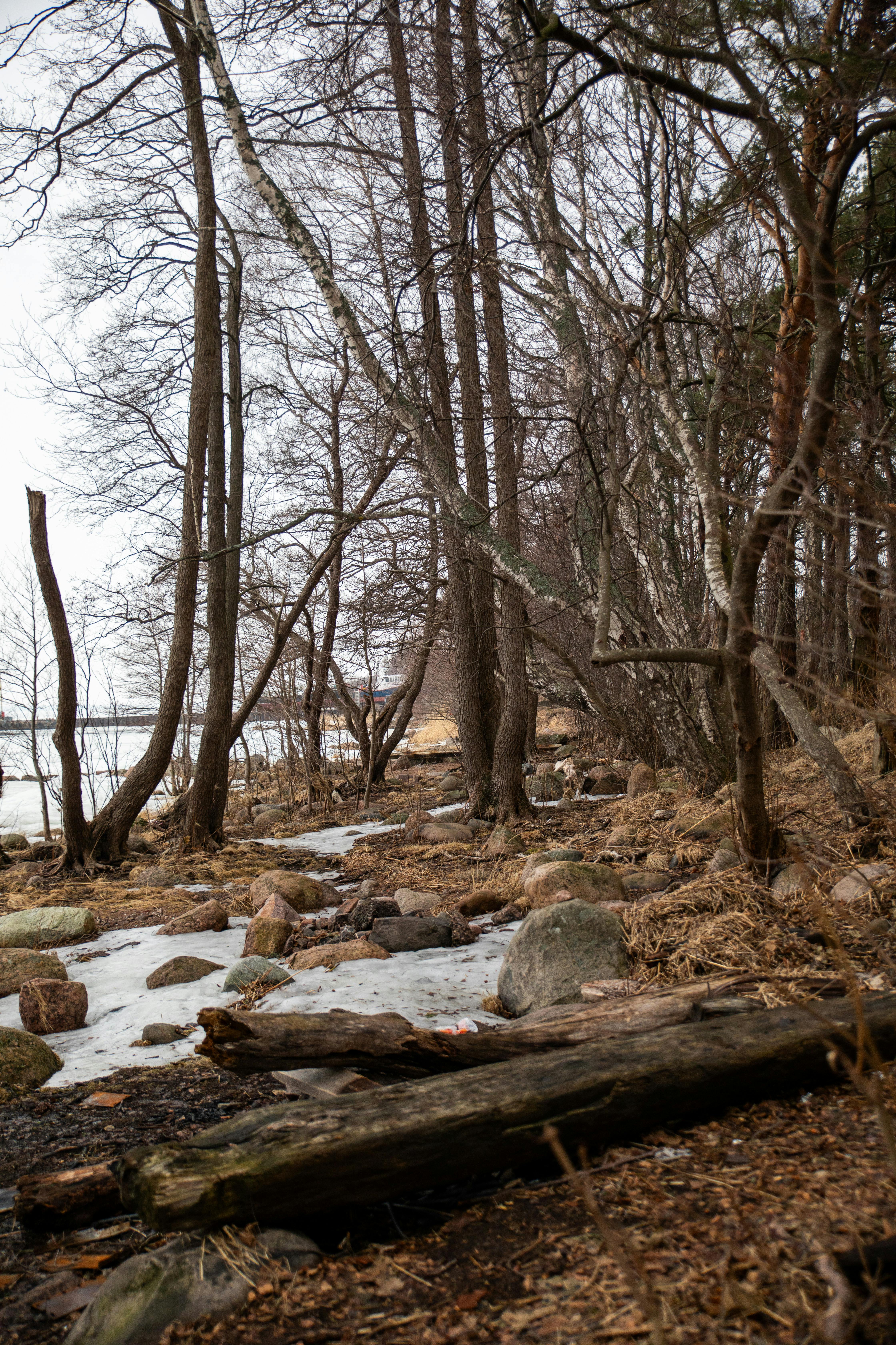 Bonfire in a Forest in Winter · Free Stock Photo