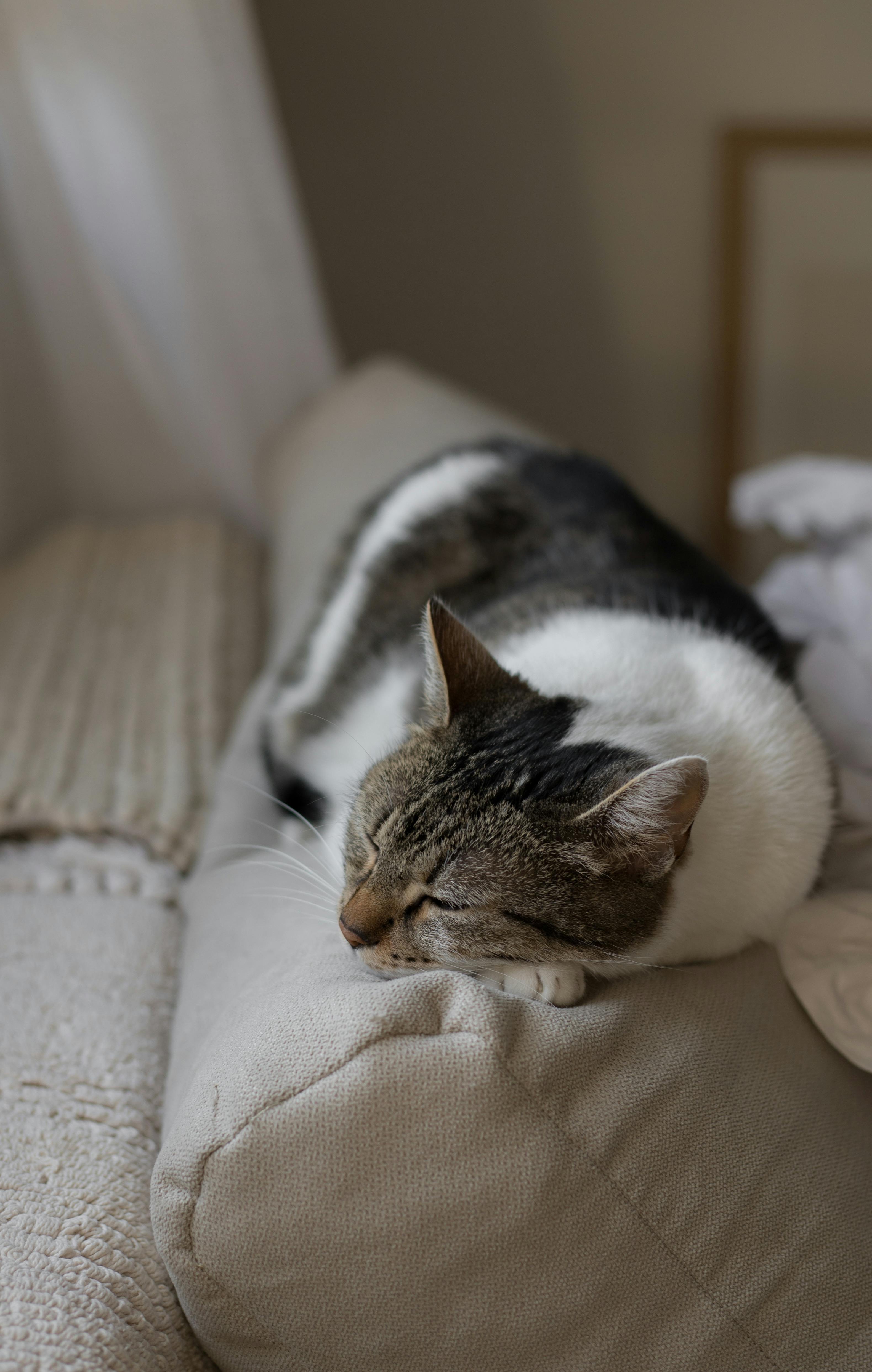 Cat Lying on a Sofa · Free Stock Photo