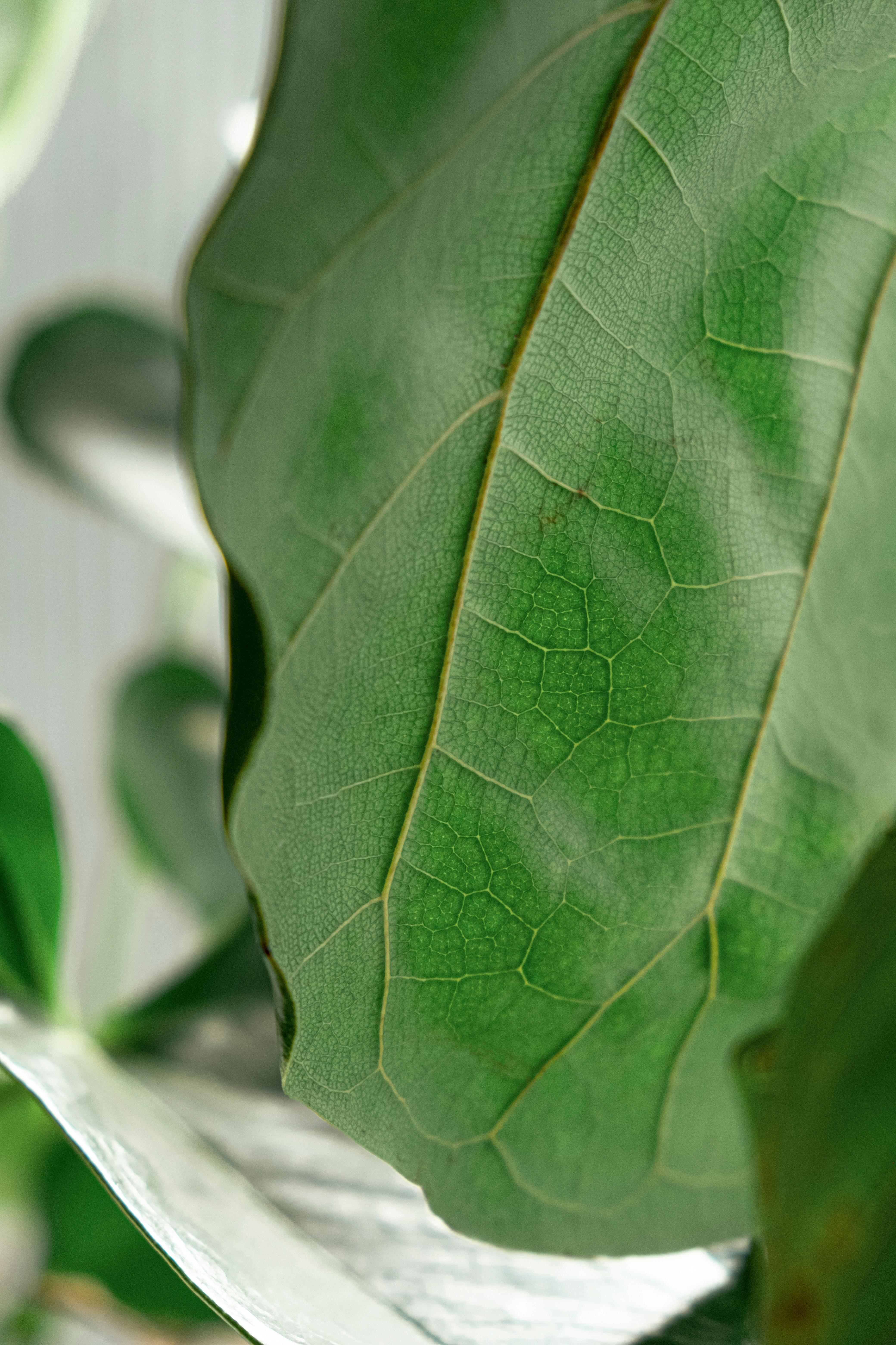 Big Pear Photos, Download The BEST Free Big Pear Stock Photos & HD Images