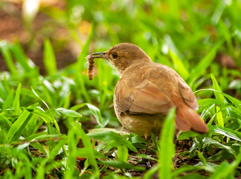 Wild Bird Photos, Download The BEST Free Wild Bird Stock Photos & HD Images
