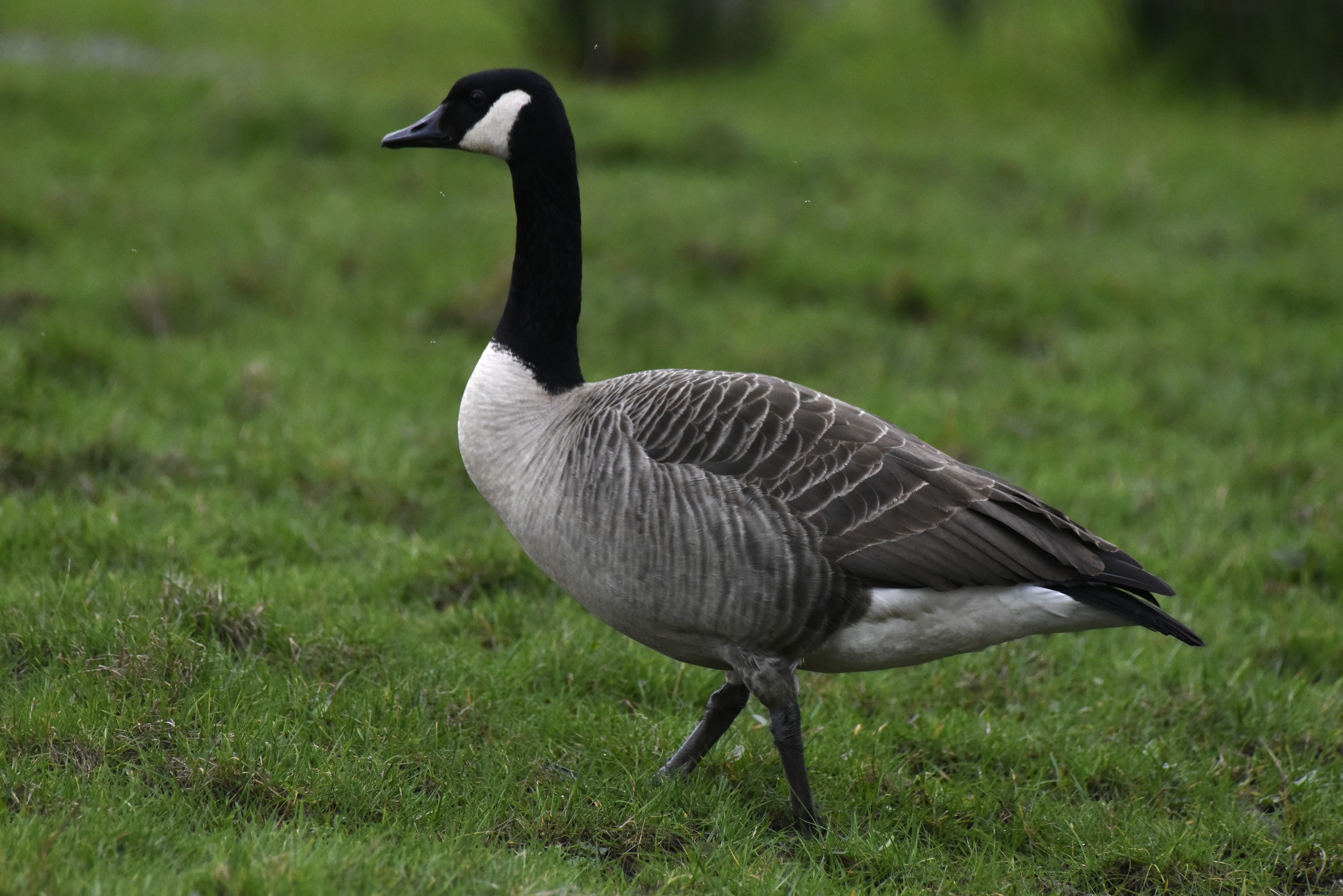 Canada Goose on Grass · Free Stock Photo