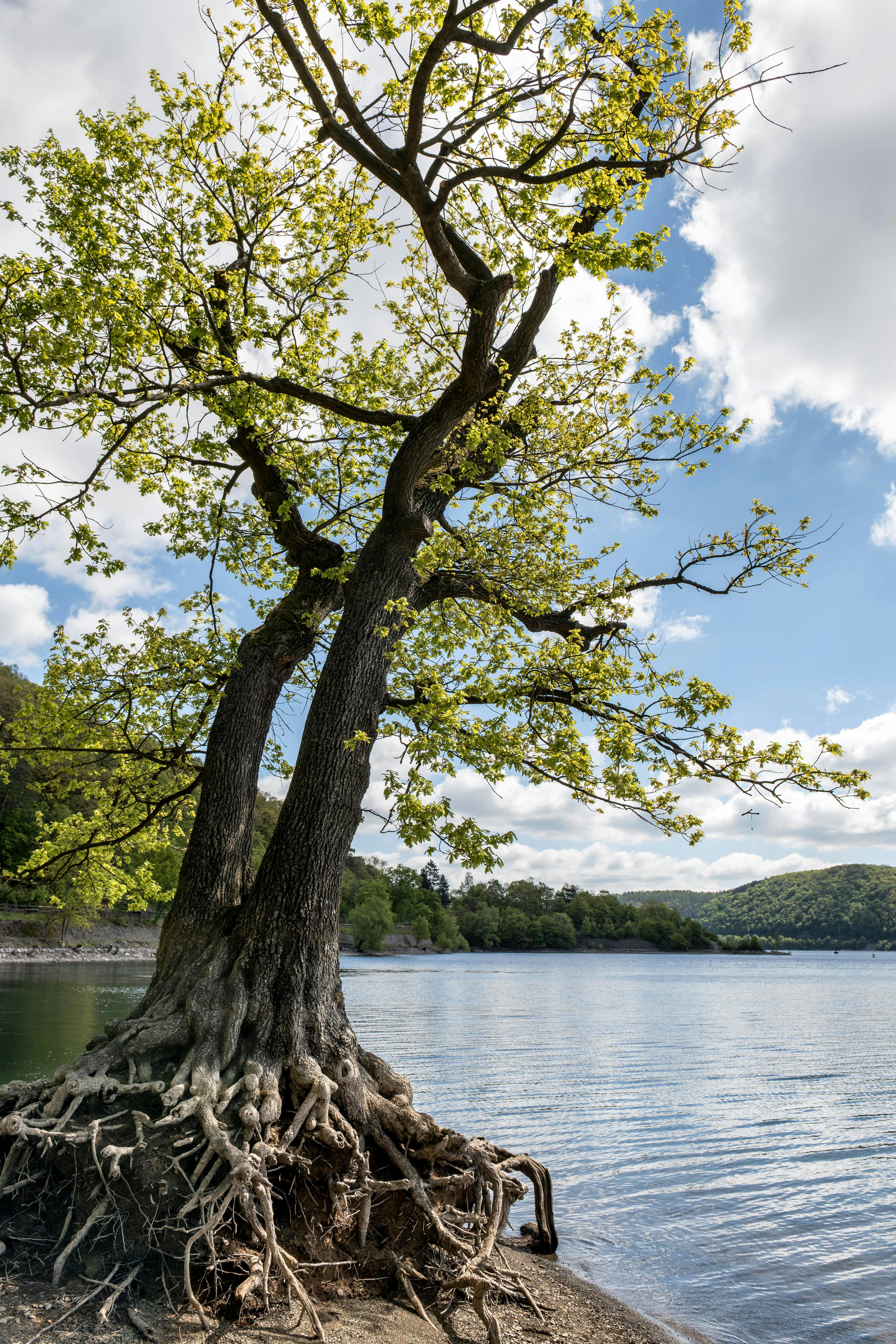 A Tree By the Water · Free Stock Photo