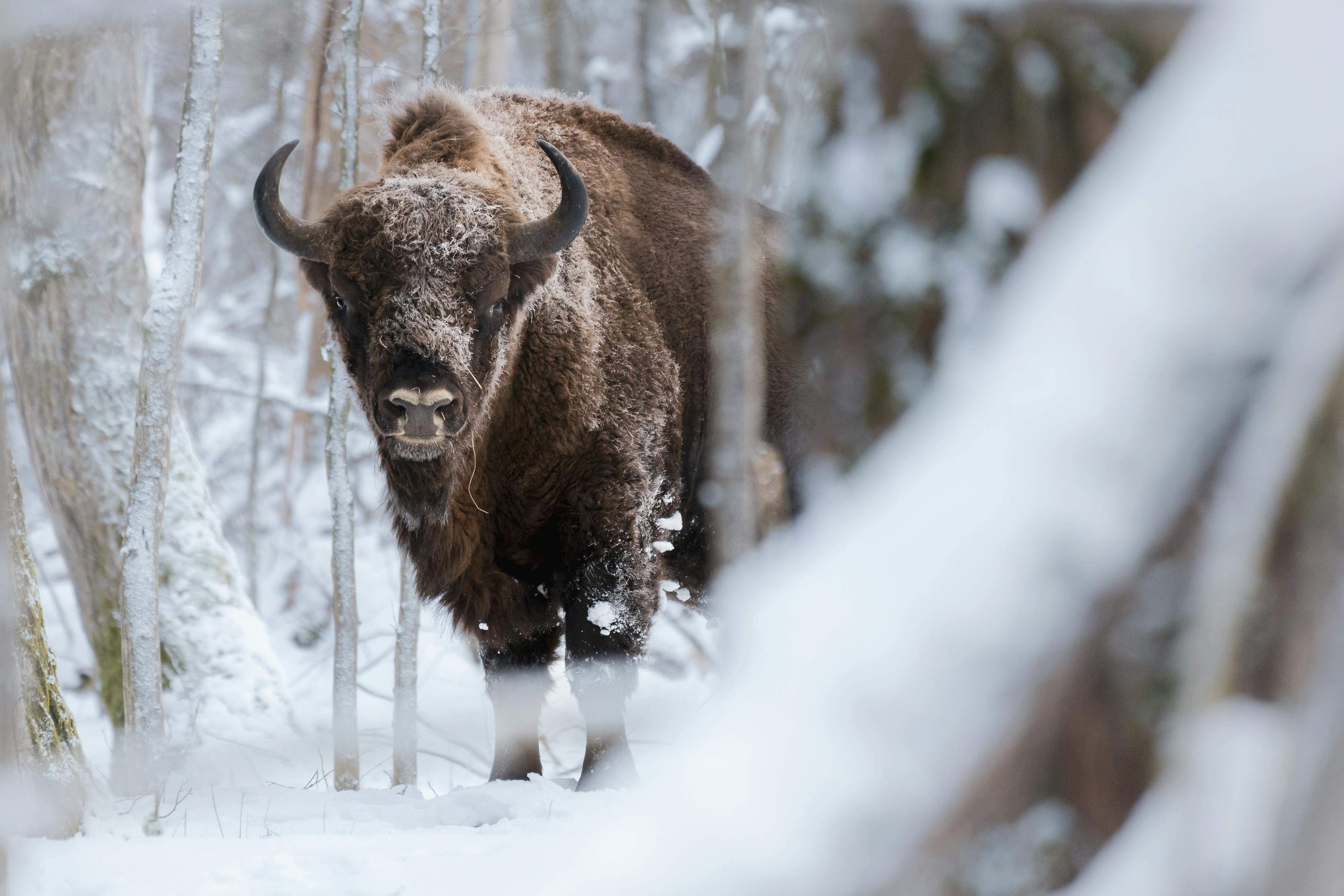 European Bison in Winter · Free Stock Photo