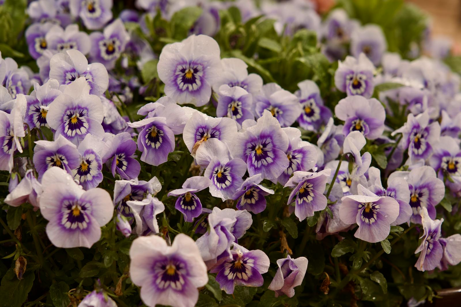 Pansies Photos, Download The BEST Free Pansies Stock Photos & HD Images