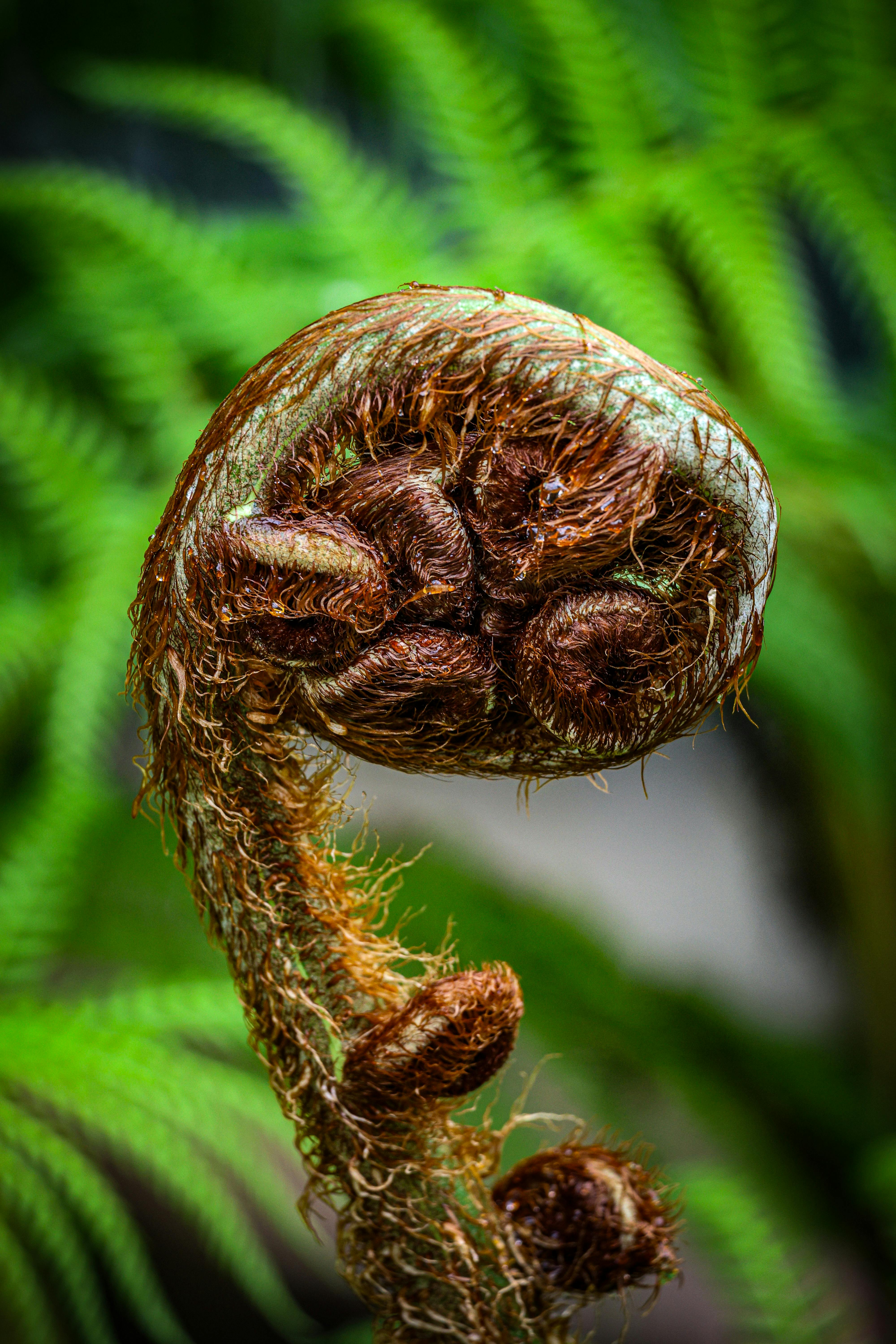 Curled Up Fern Shoot · Free Stock Photo