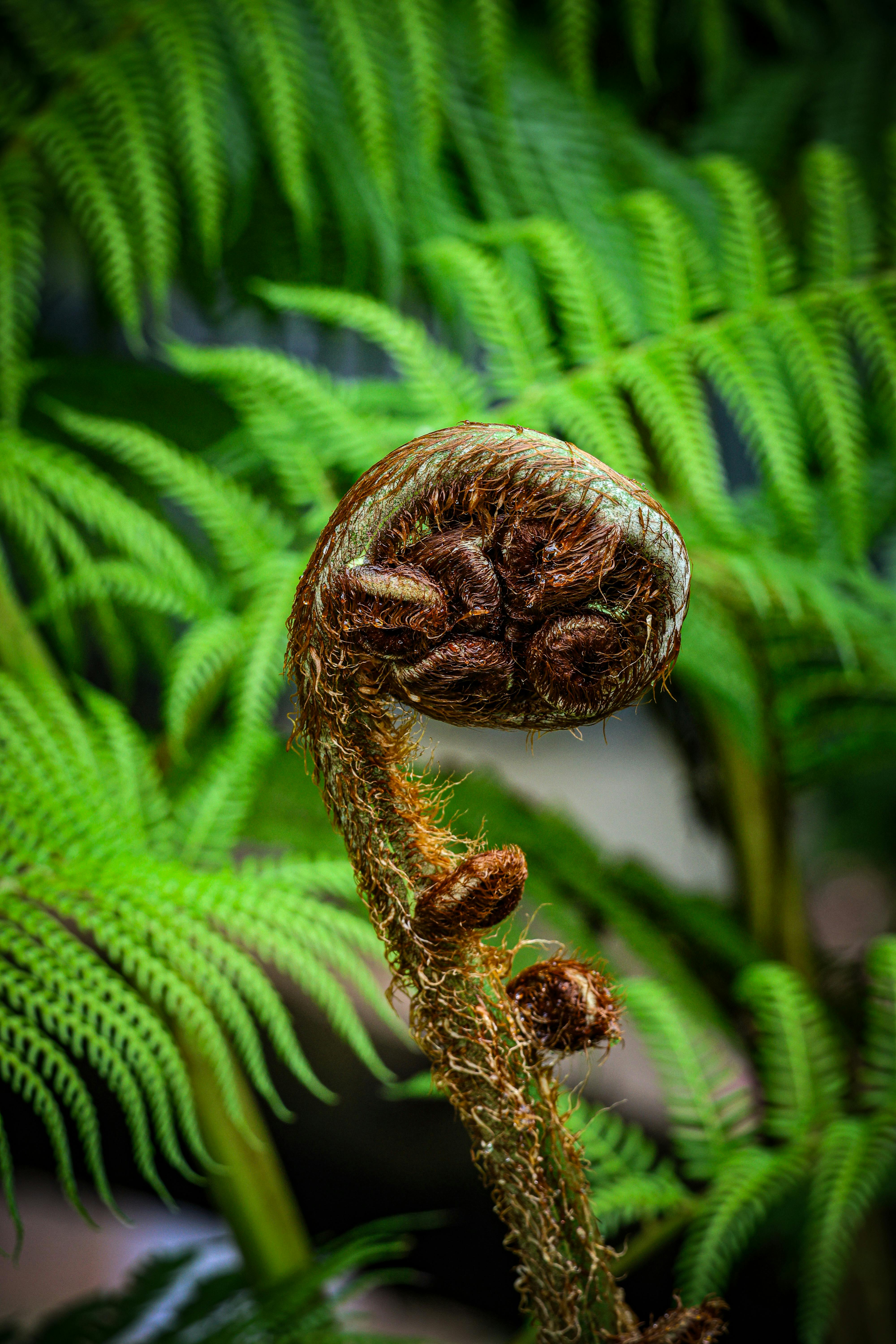 Folded Fern Leaves · Free Stock Photo