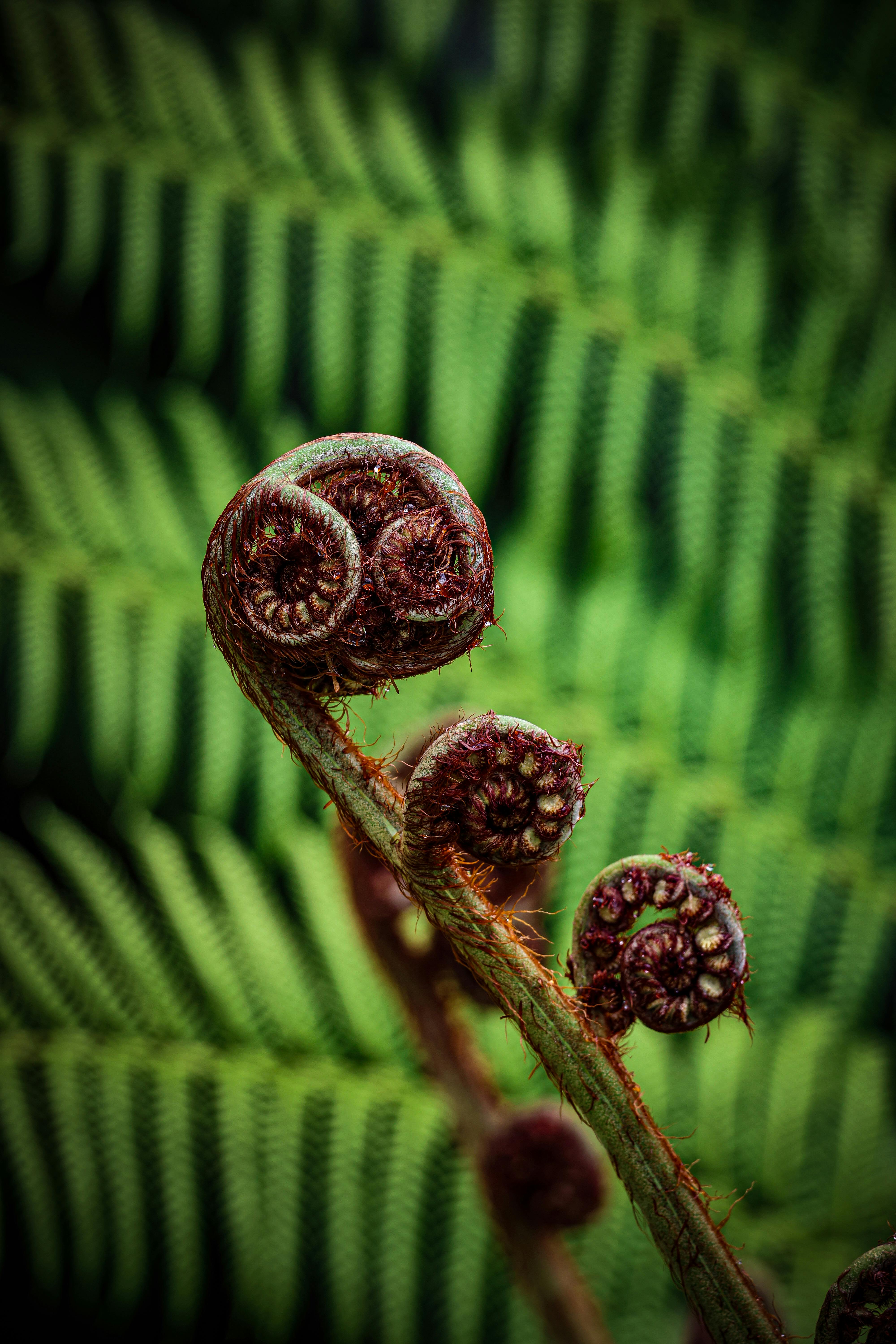 Curled Spring Fern · Free Stock Photo