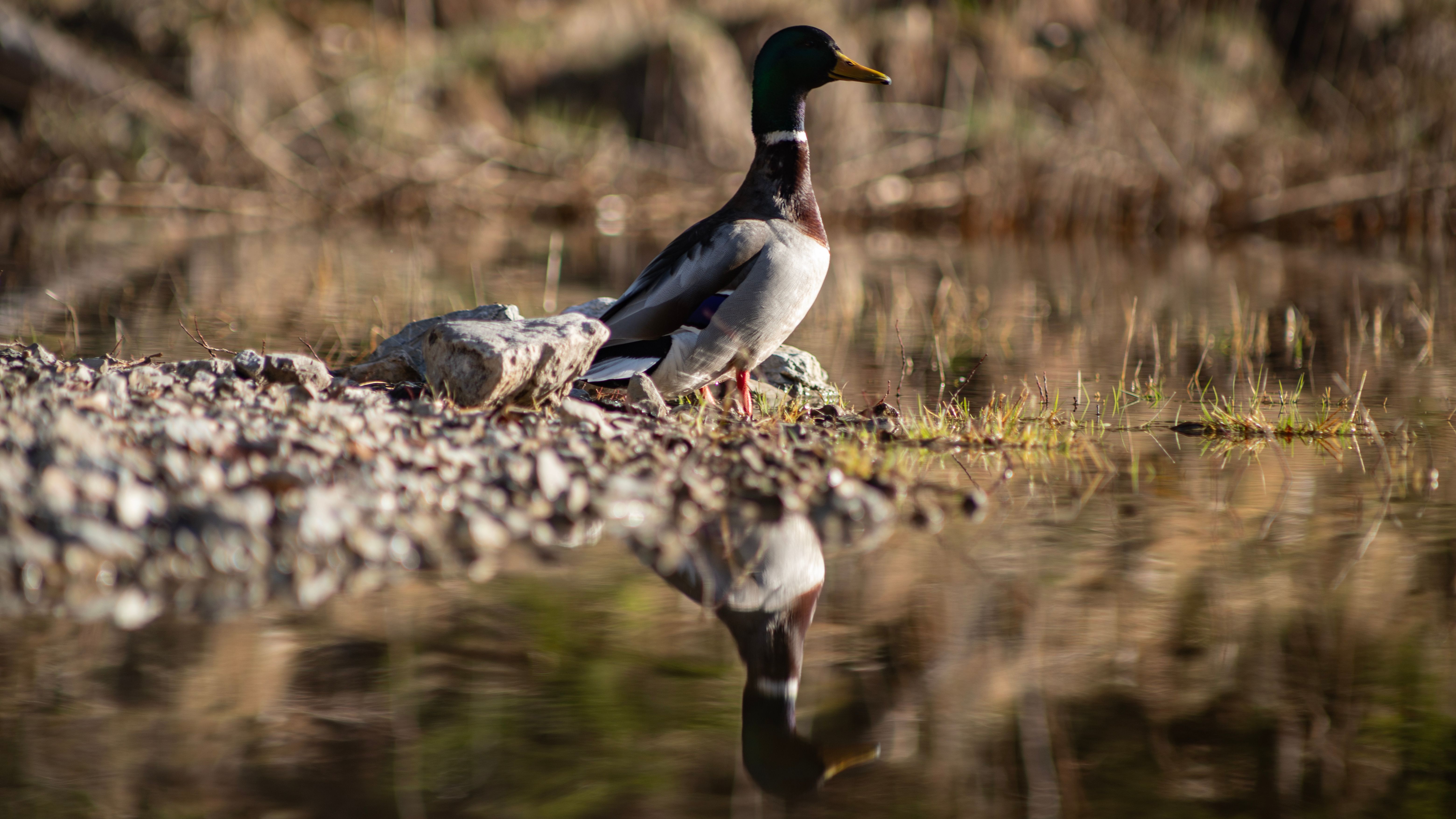 Photo gratuite de animal, aviaire, bassin, bec, canard, colvert, eau ...