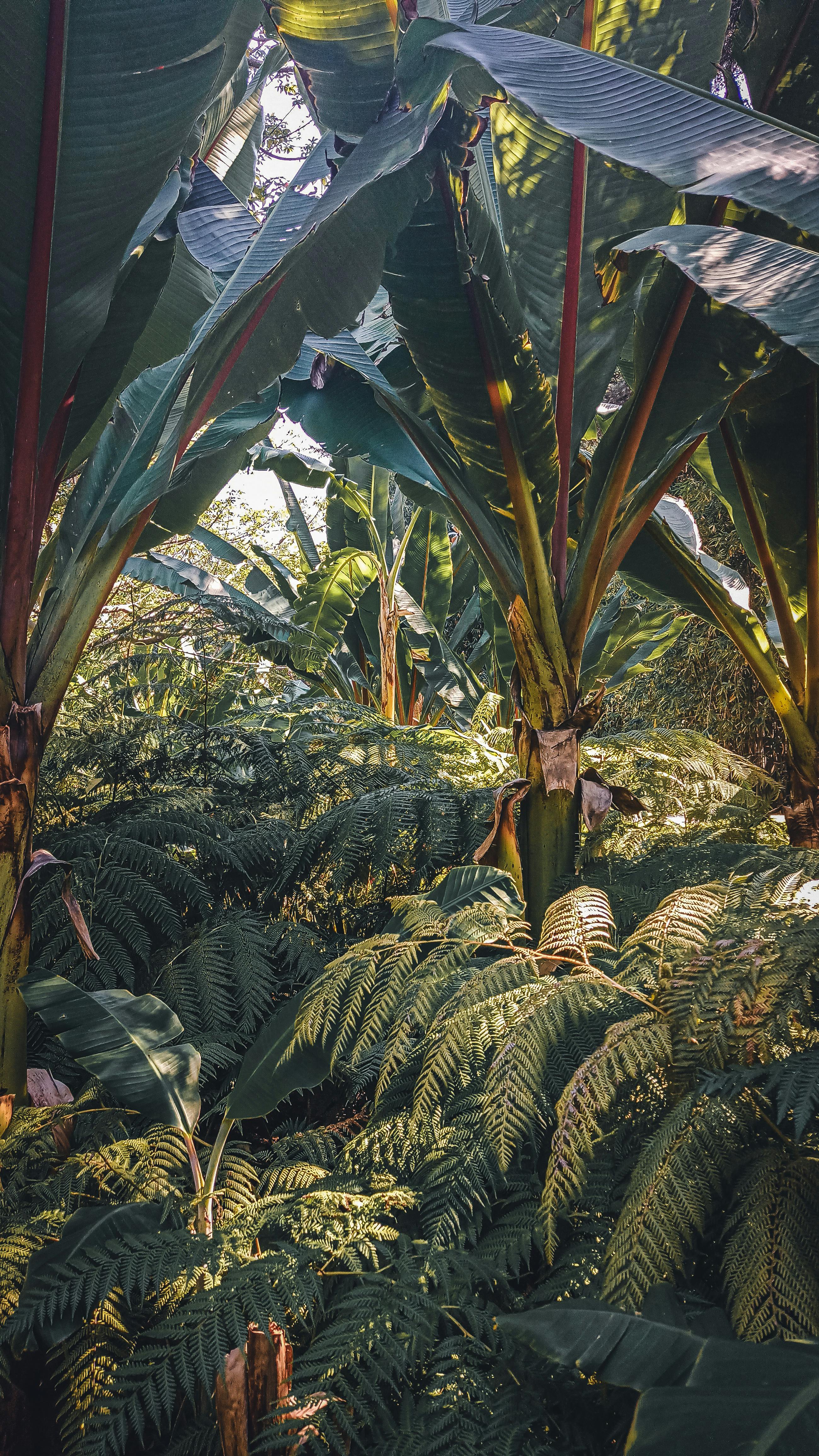 Fern and Banana Trees in Green Forest · Free Stock Photo