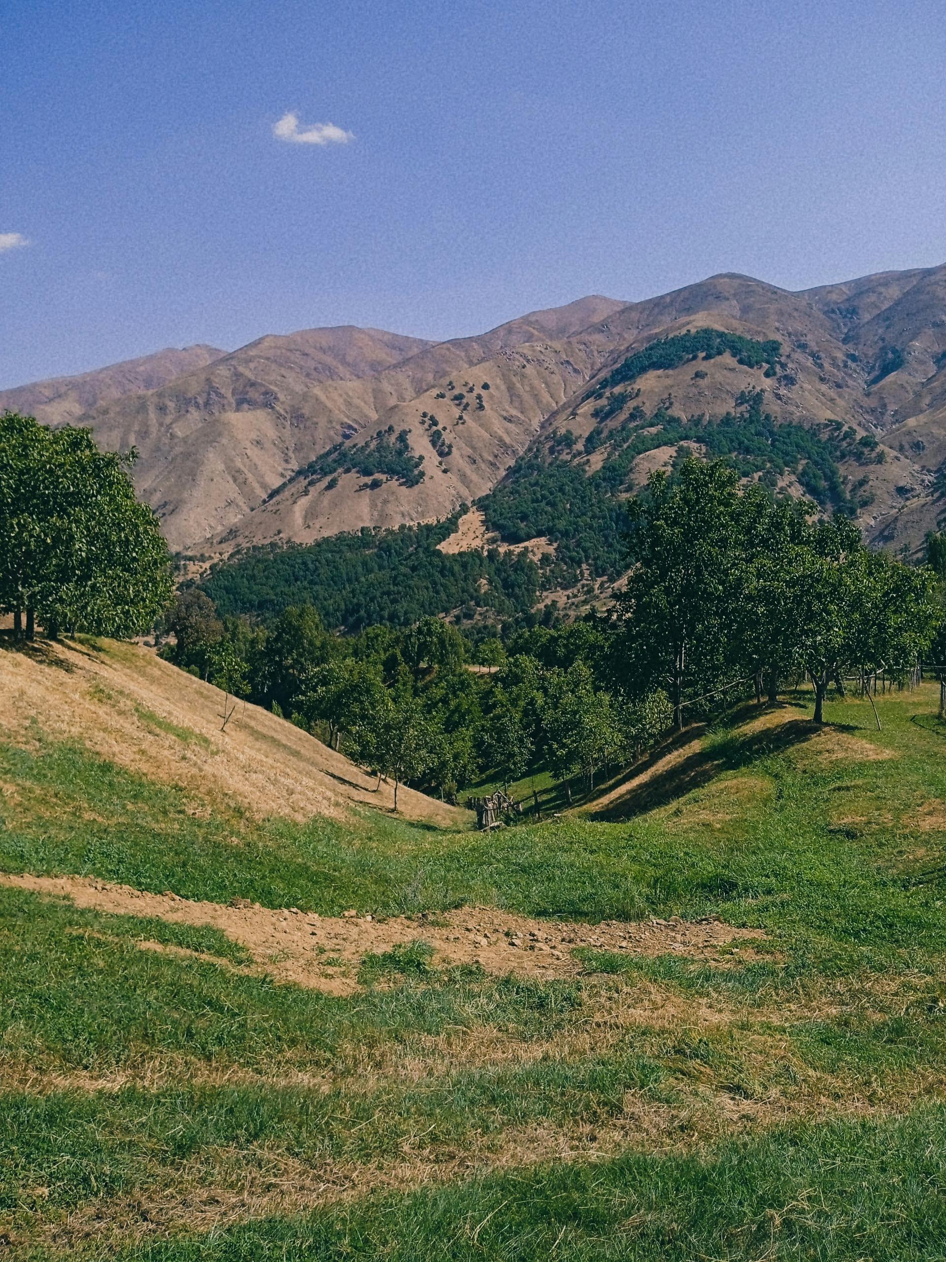 Green Leafed Tree on Mountain · Free Stock Photo