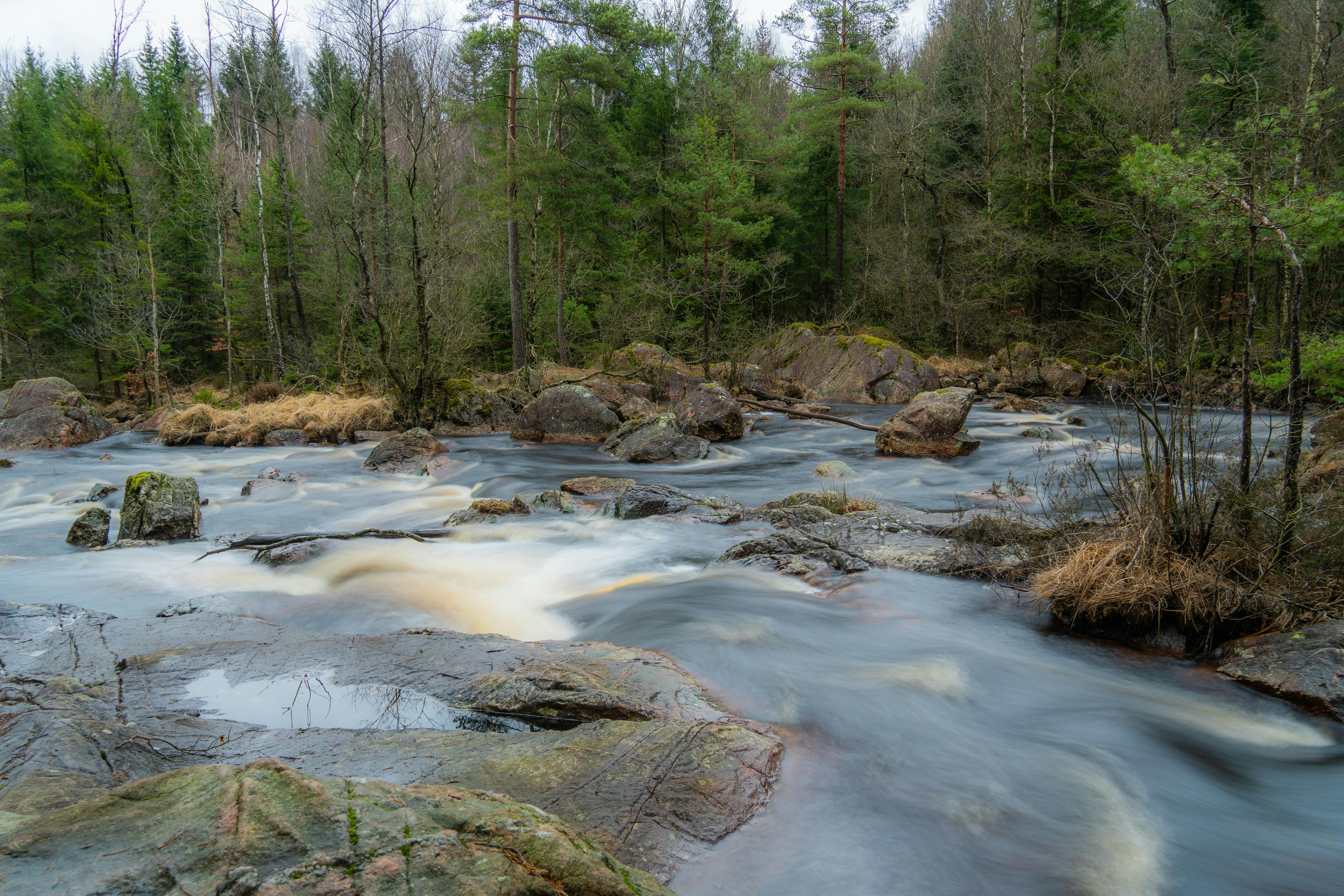 Rocks on Stream in Forest · Free Stock Photo