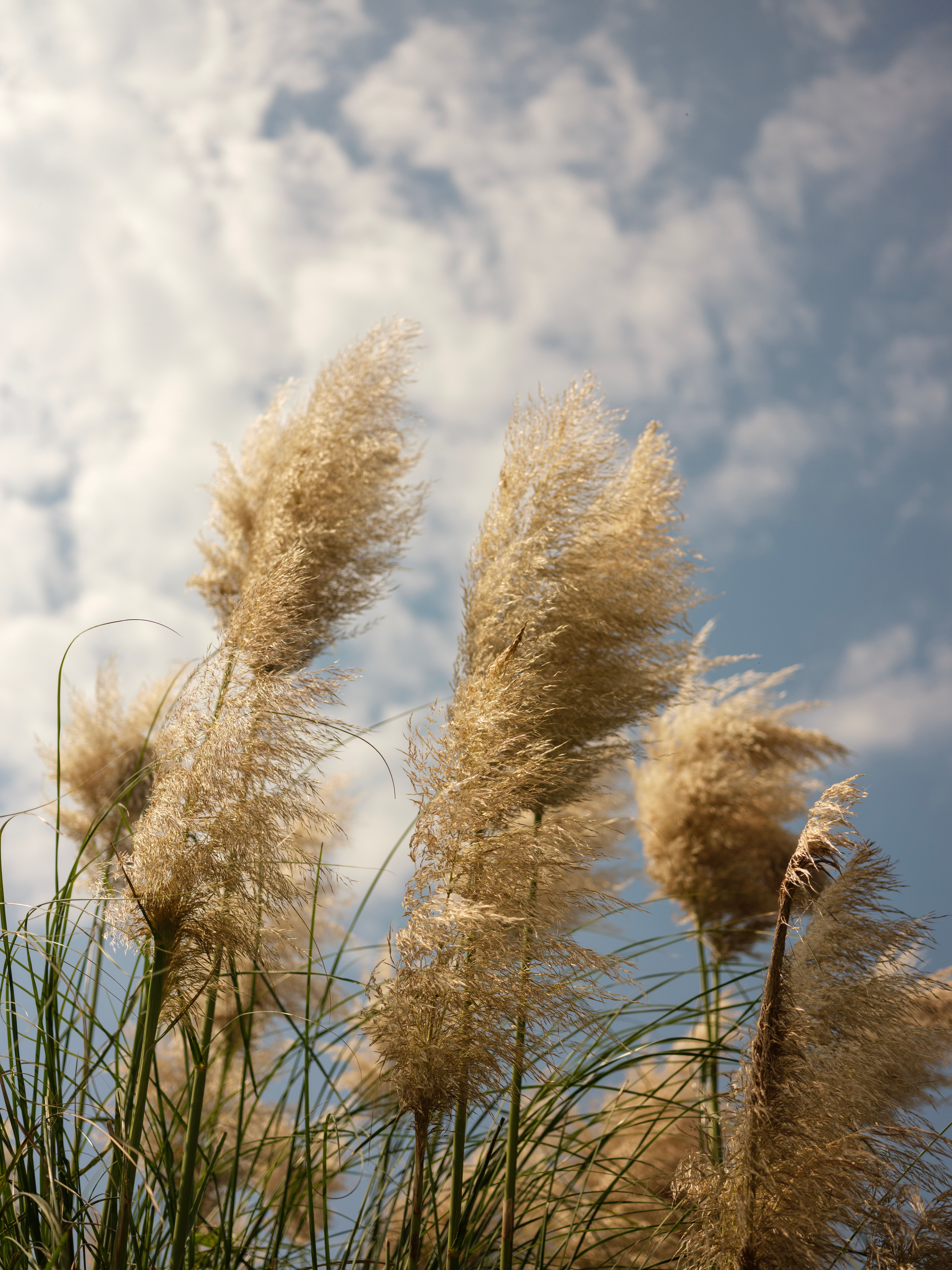 Rushes and Grasses on Field · Free Stock Photo