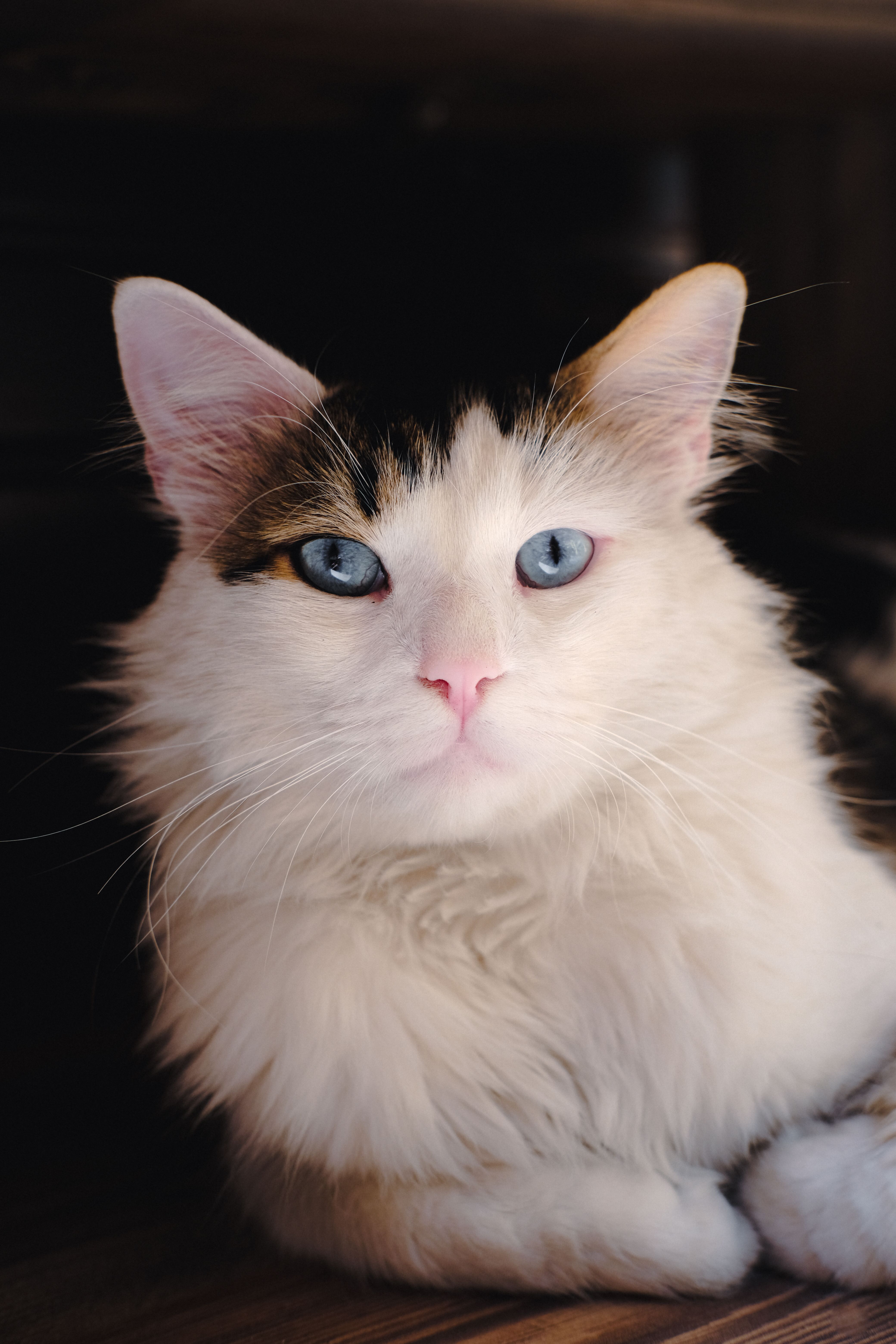 Adorable Fluffy Cat · Free Stock Photo