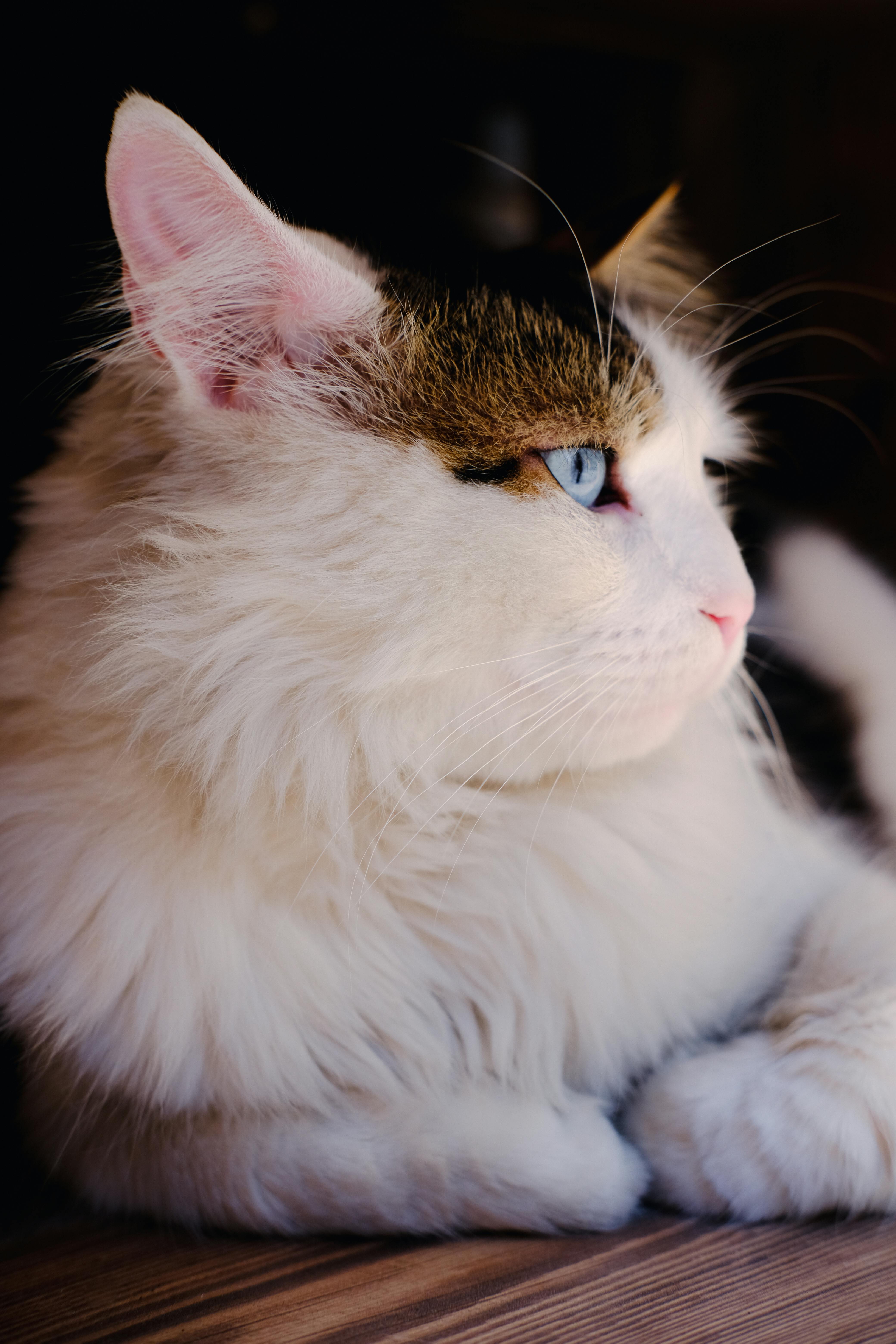 Downy Cat Lying on Floor · Free Stock Photo