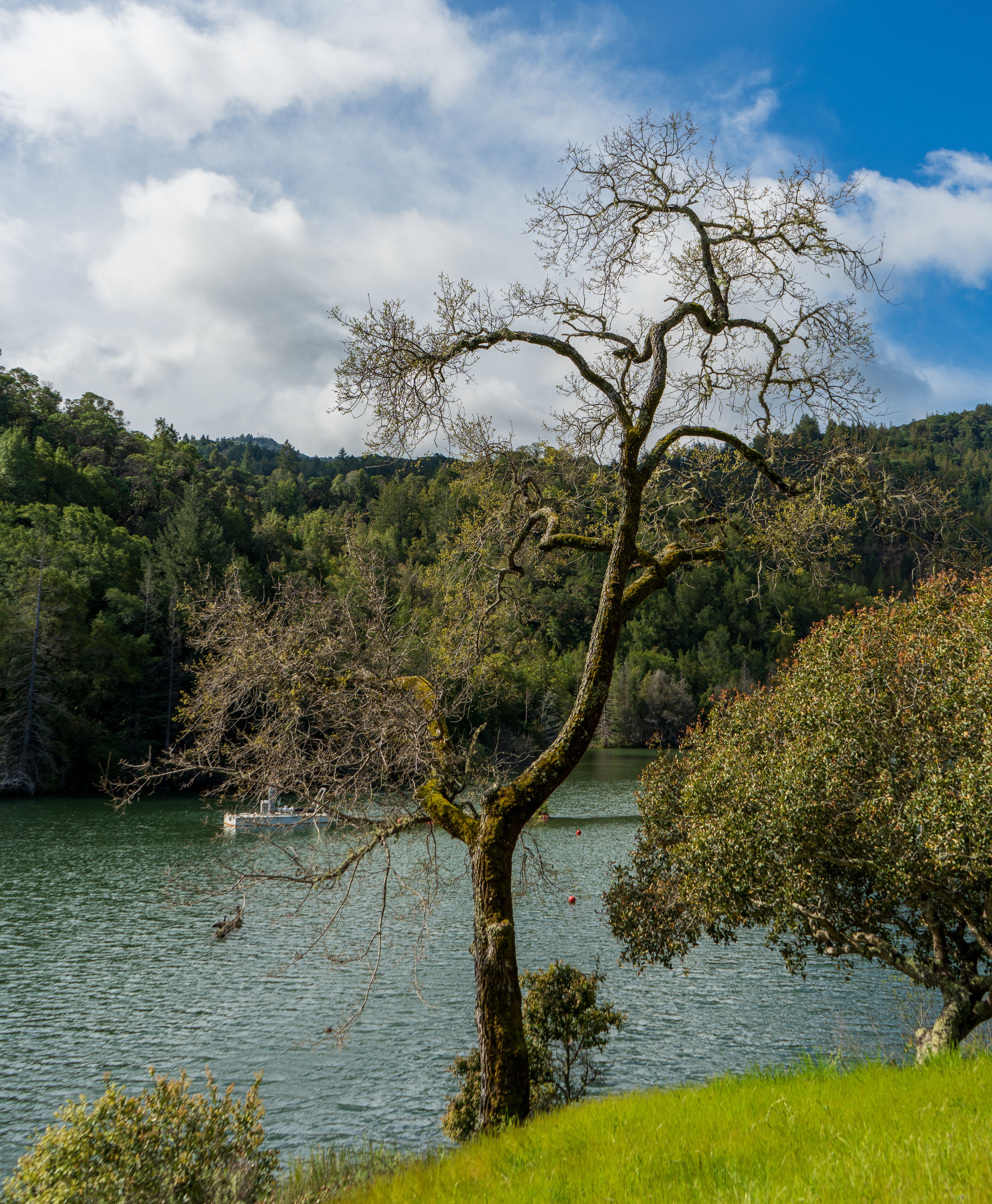 A tree stands near a body of water and a lake · Free Stock Photo