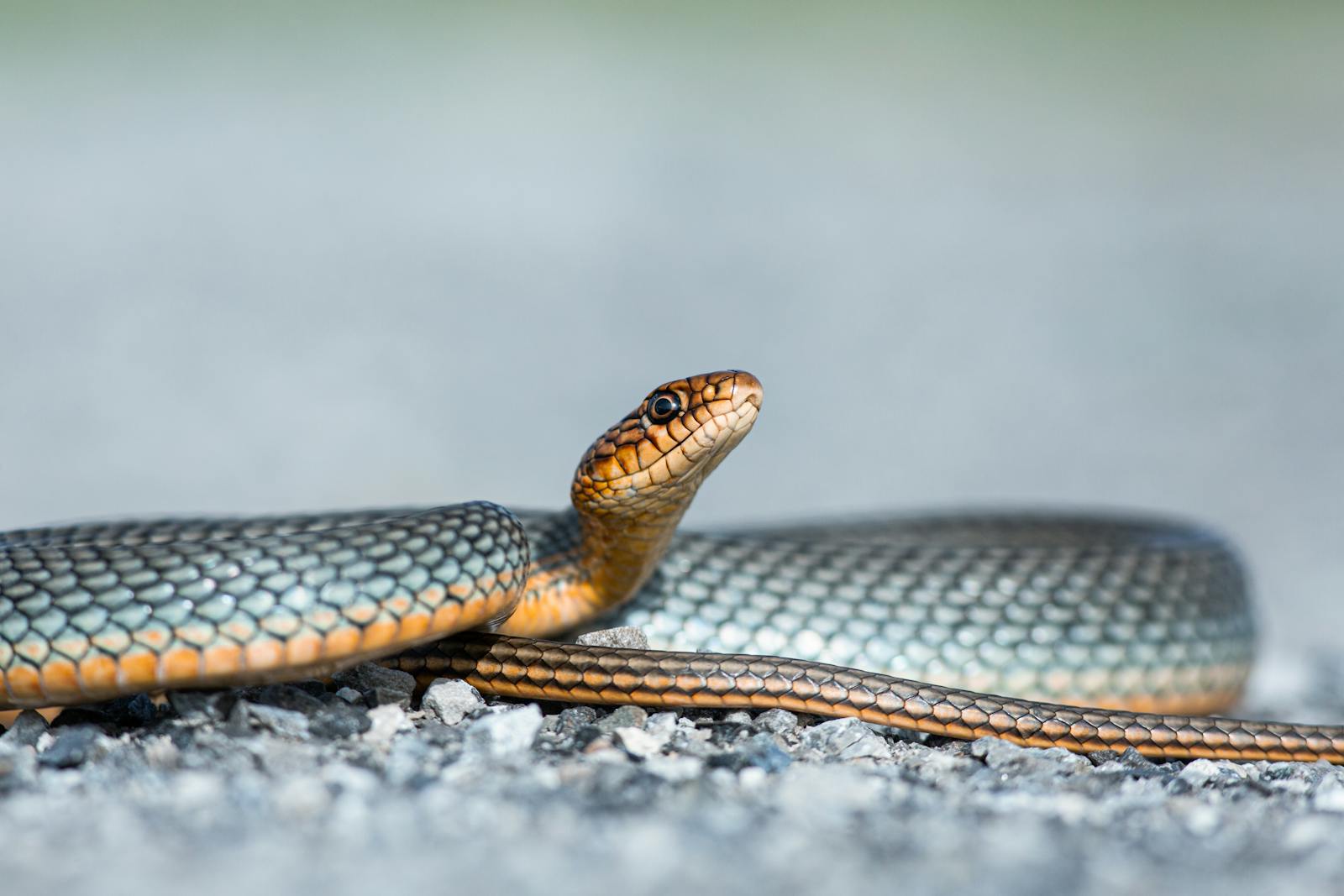 Snake 4k Photos, Download The BEST Free Snake 4k Stock Photos & HD Images