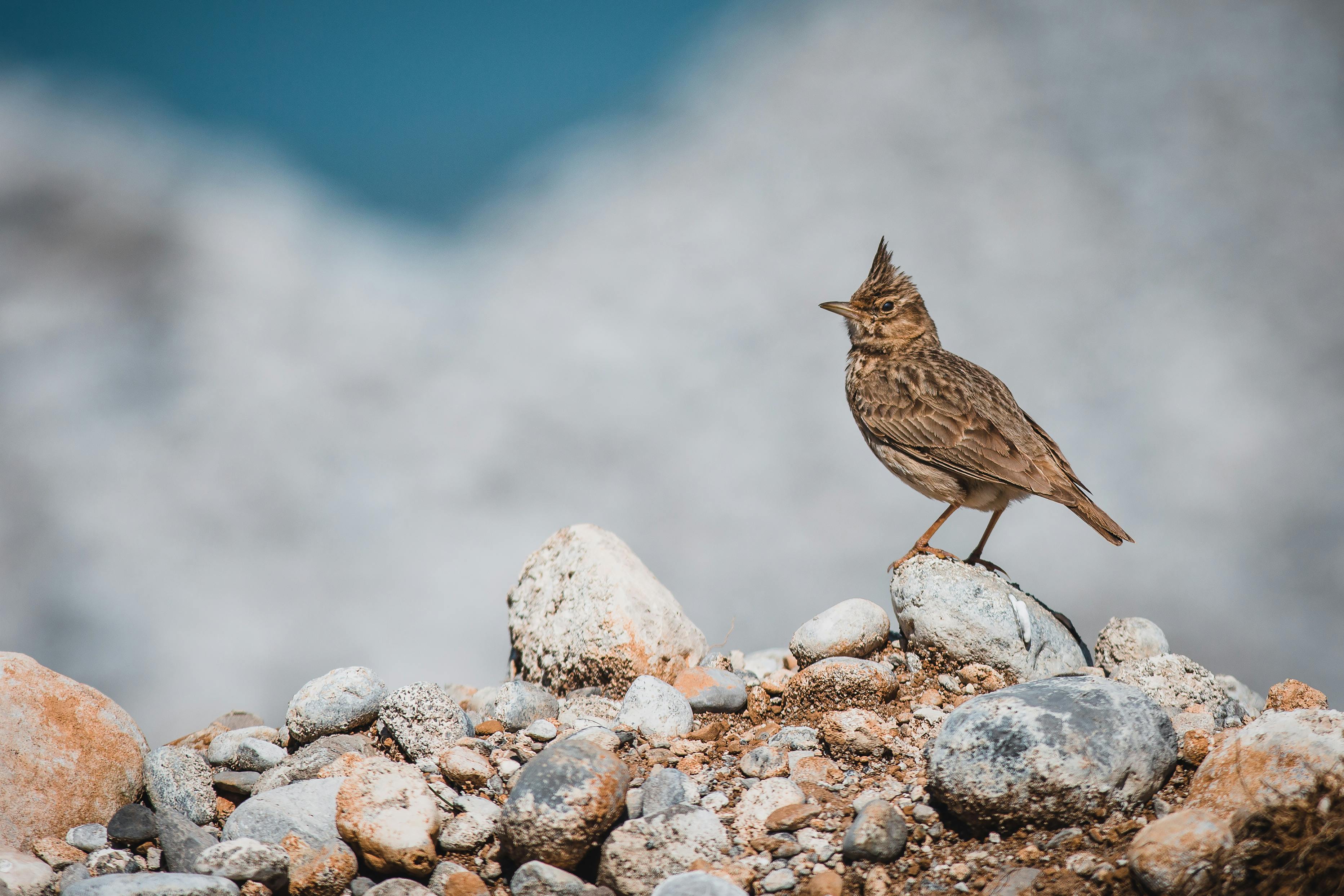 A Filly Perching on a Stone · Free Stock Photo