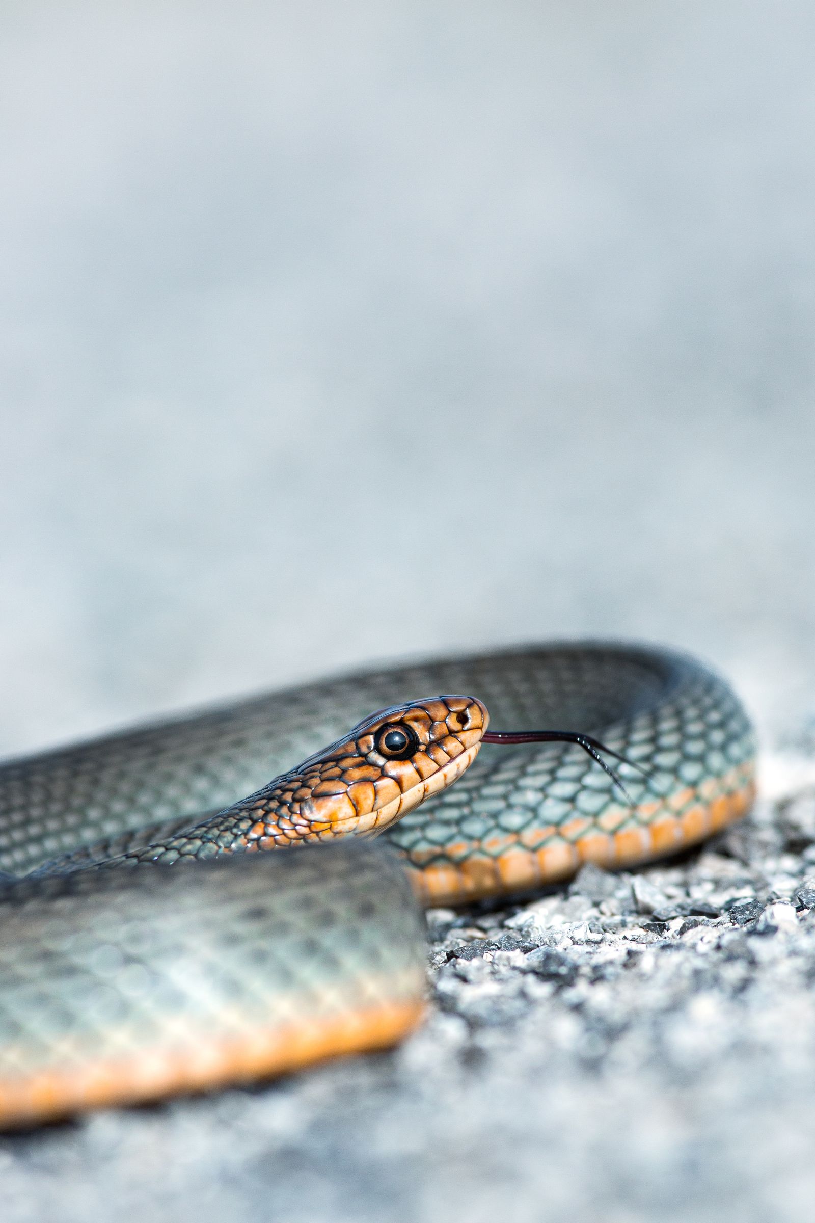 Scary Snake Photos, Download The BEST Free Scary Snake Stock Photos ...