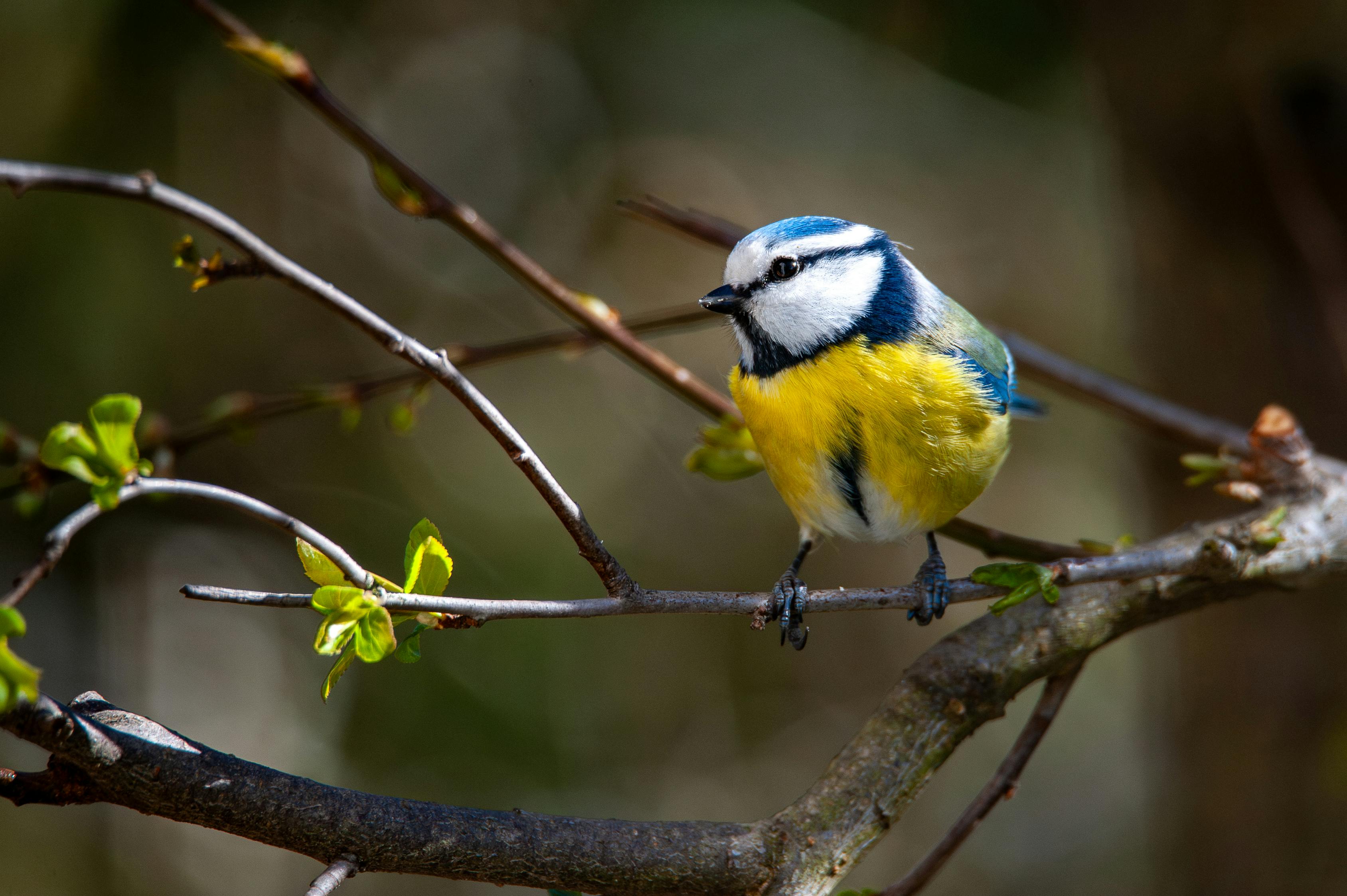 Cute blue tit in a tree · Free Stock Photo