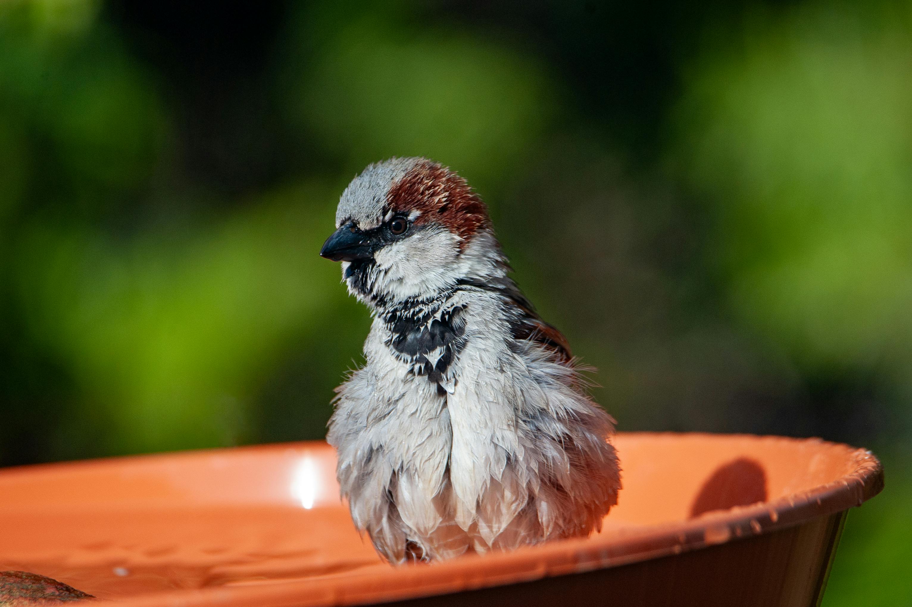 Wet sparrow · Free Stock Photo