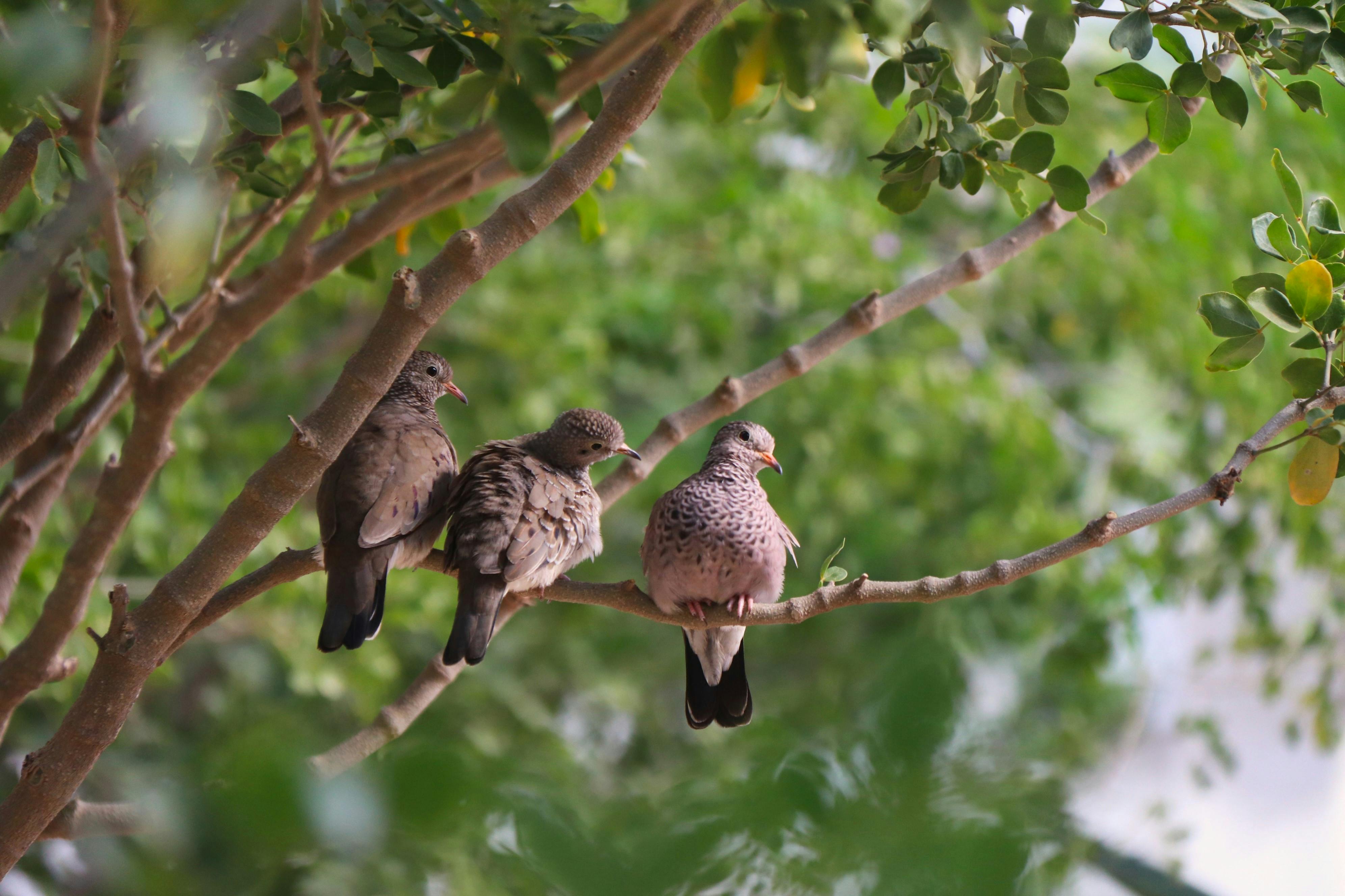 Three Pigeons Perching on Branch · Free Stock Photo