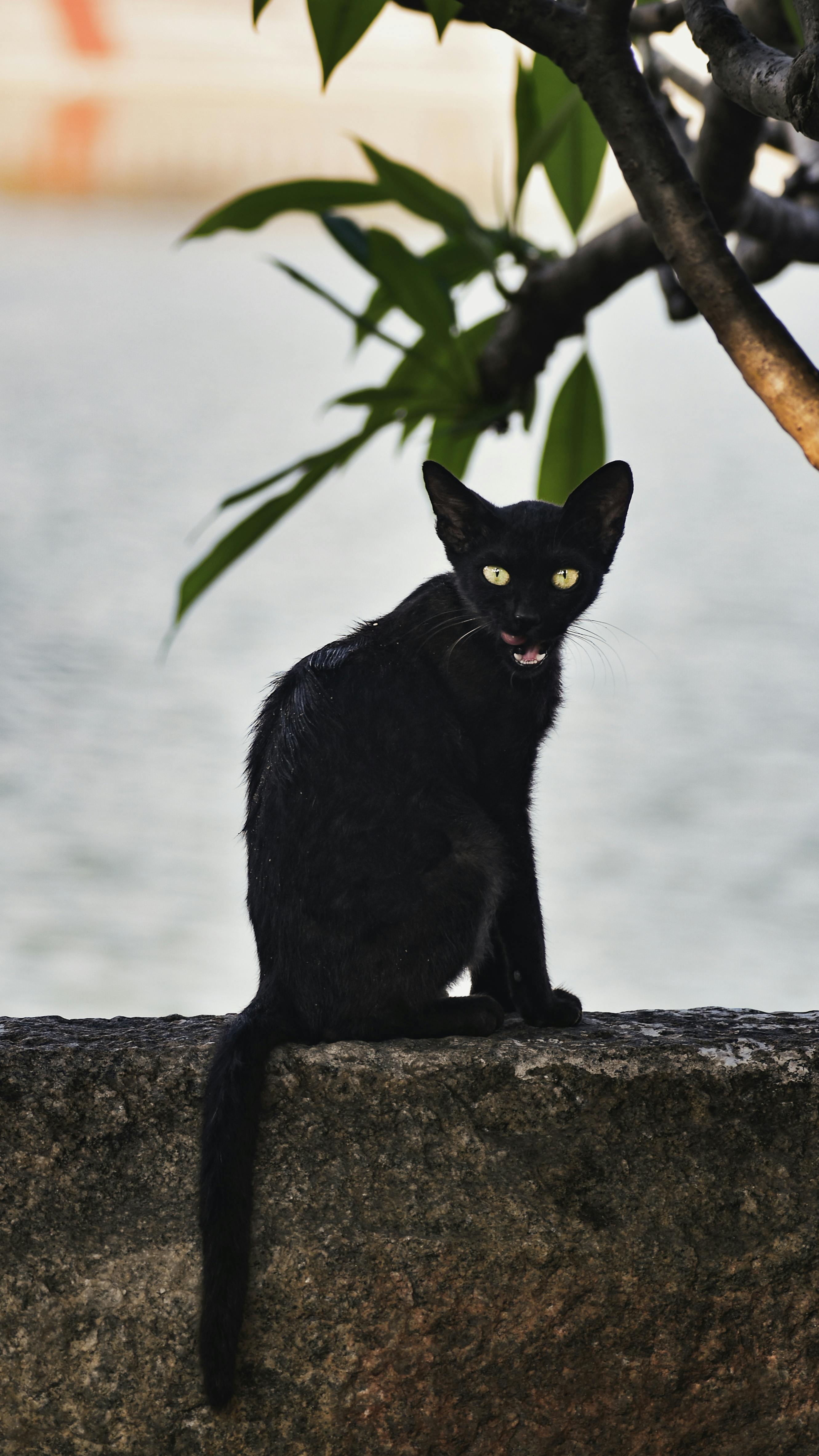 Skinny Black Cat on Fence · Free Stock Photo
