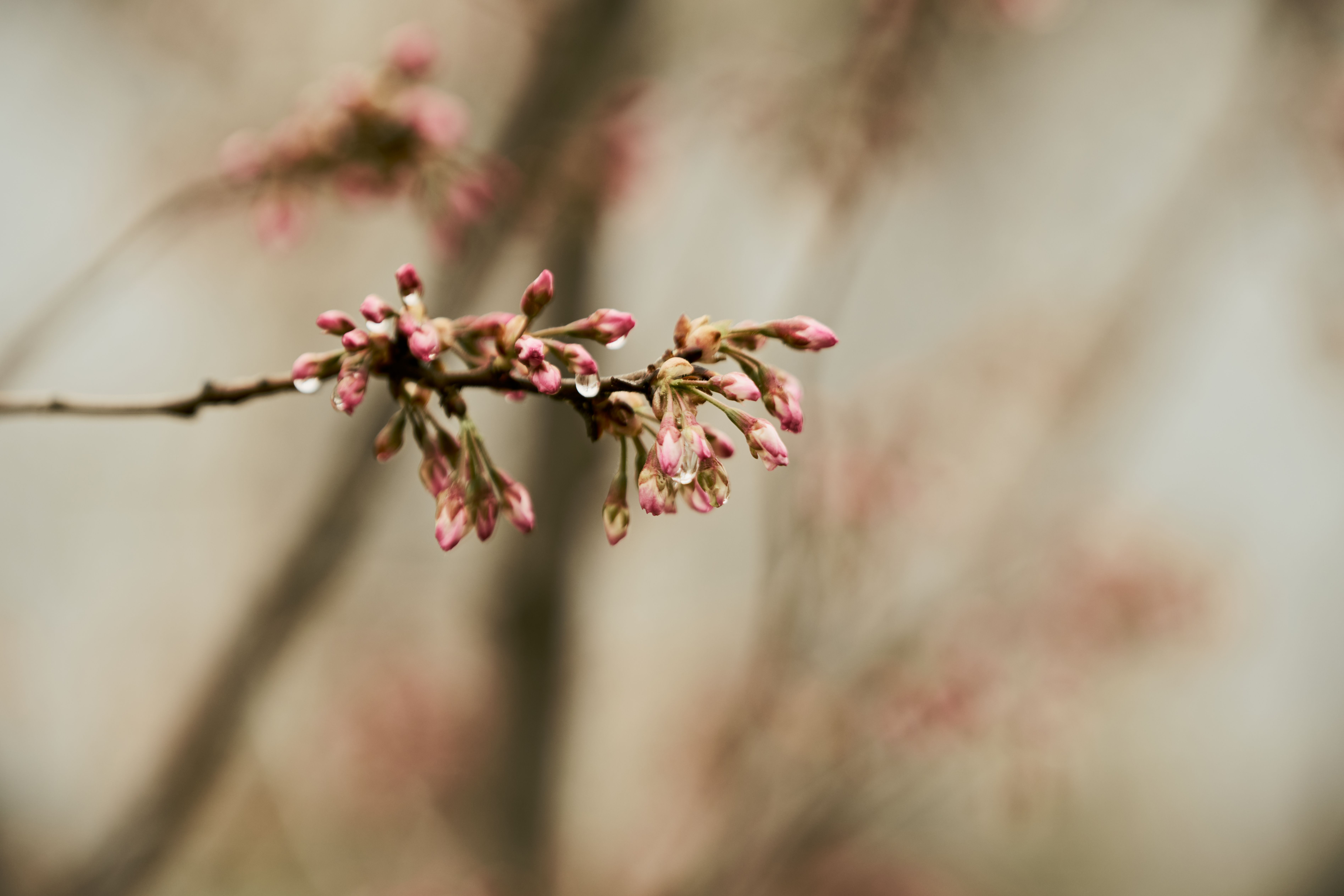 A close up of a small branch with pink flowers · Free Stock Photo