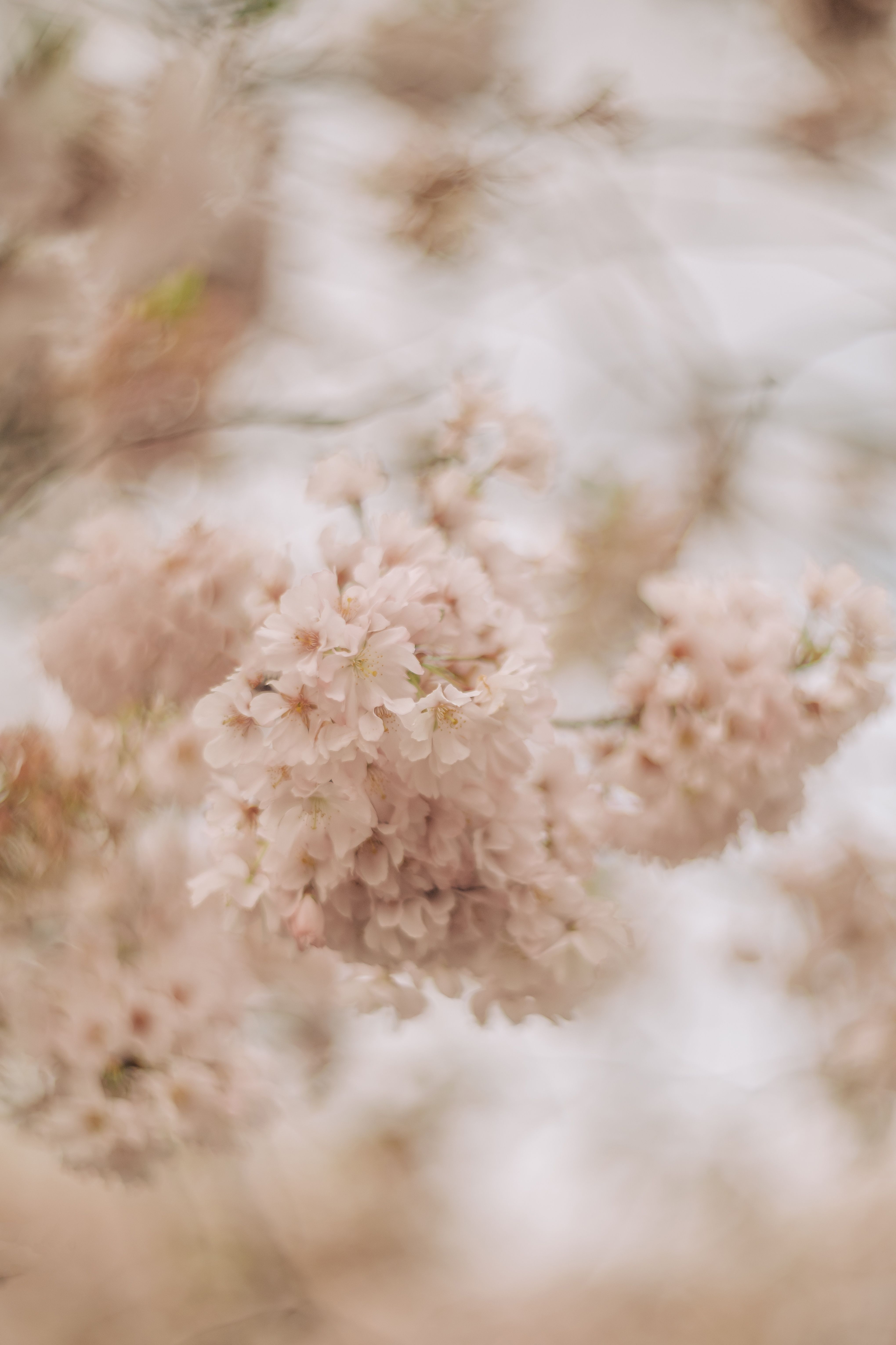 Close-up of Delicate Flowers on a Branch of a Flowering Tree in Spring ...