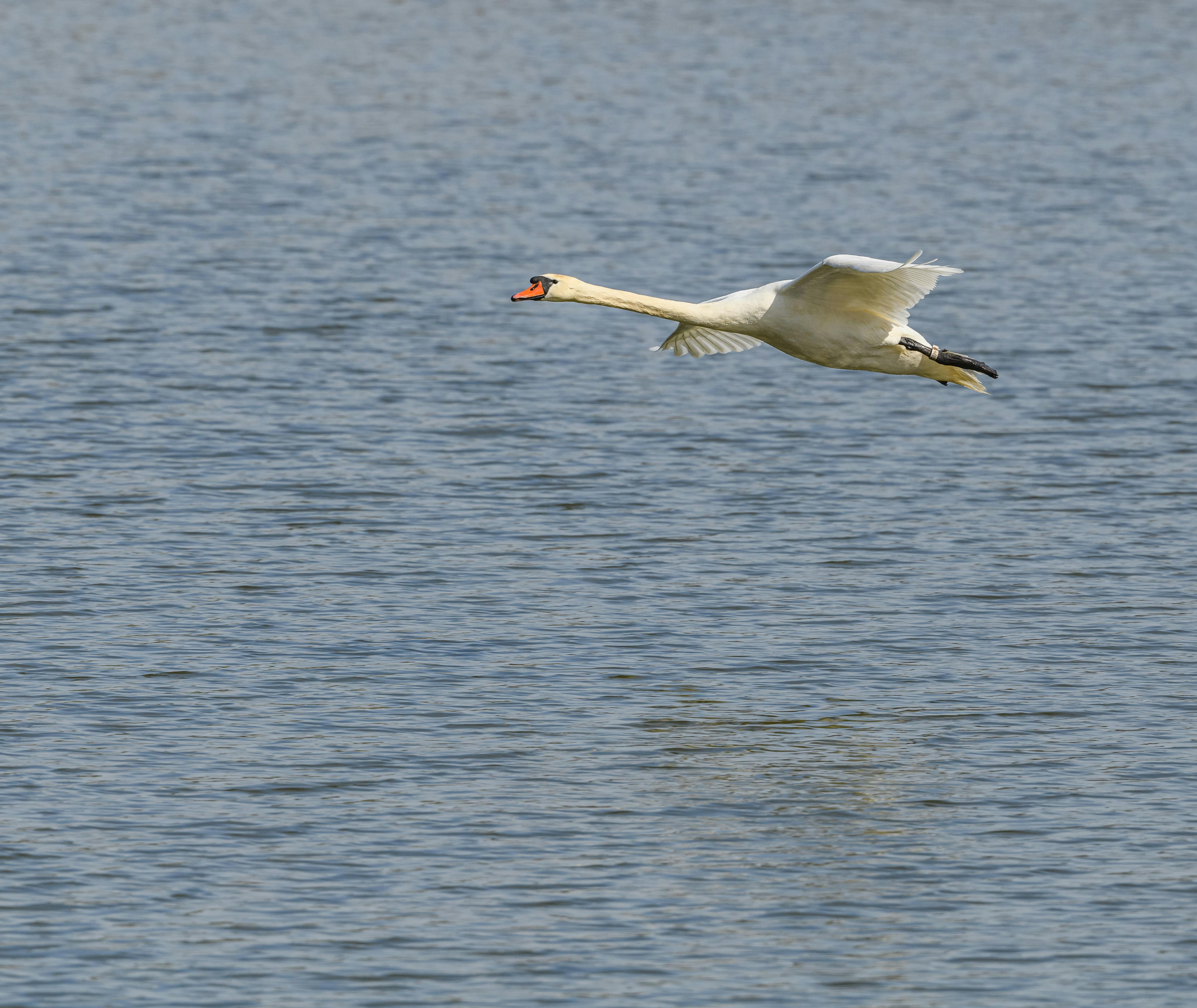 Swan Flying over Lake · Free Stock Photo