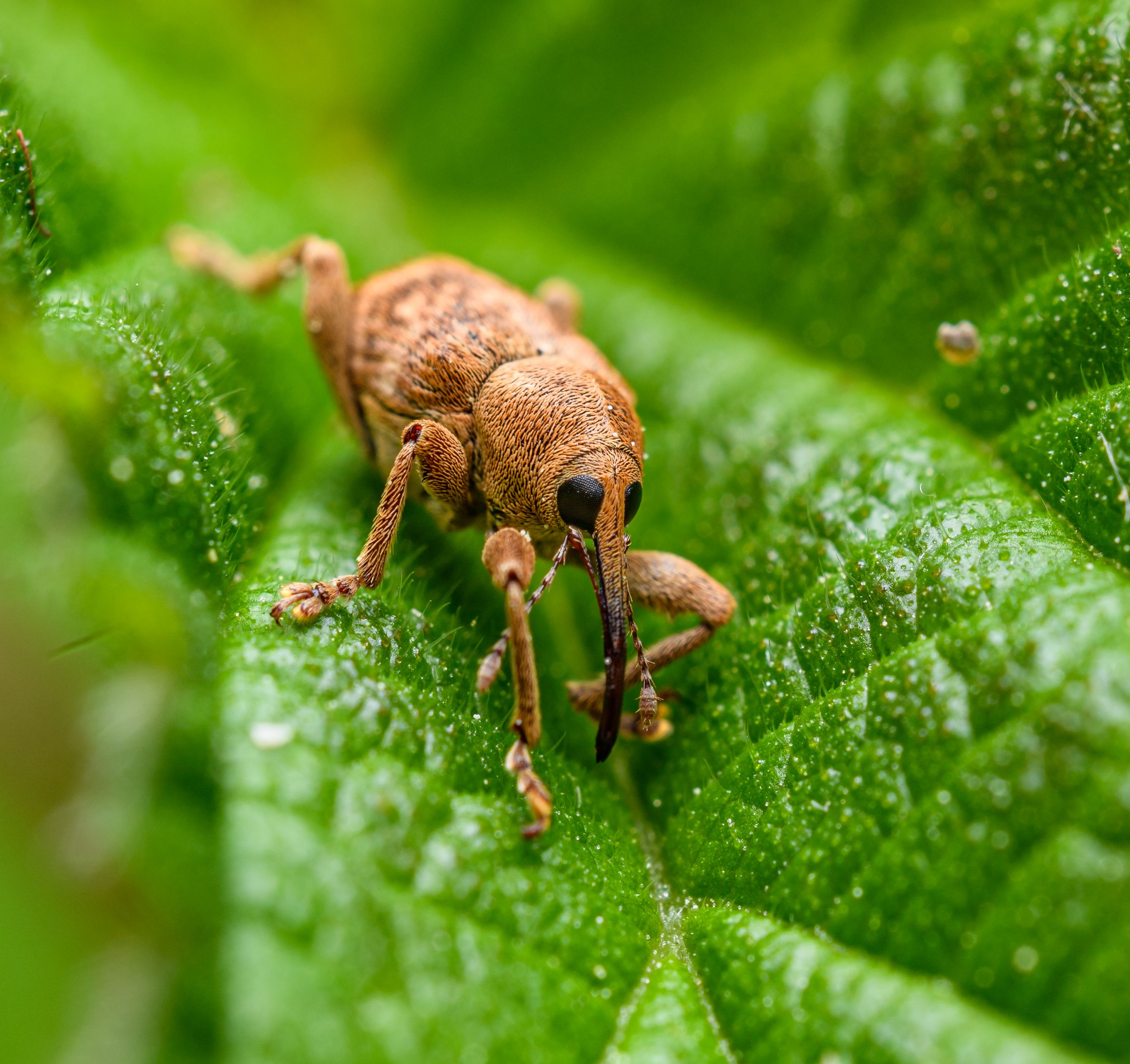 A bug is sitting on a leaf with its legs spread out · Free Stock Photo