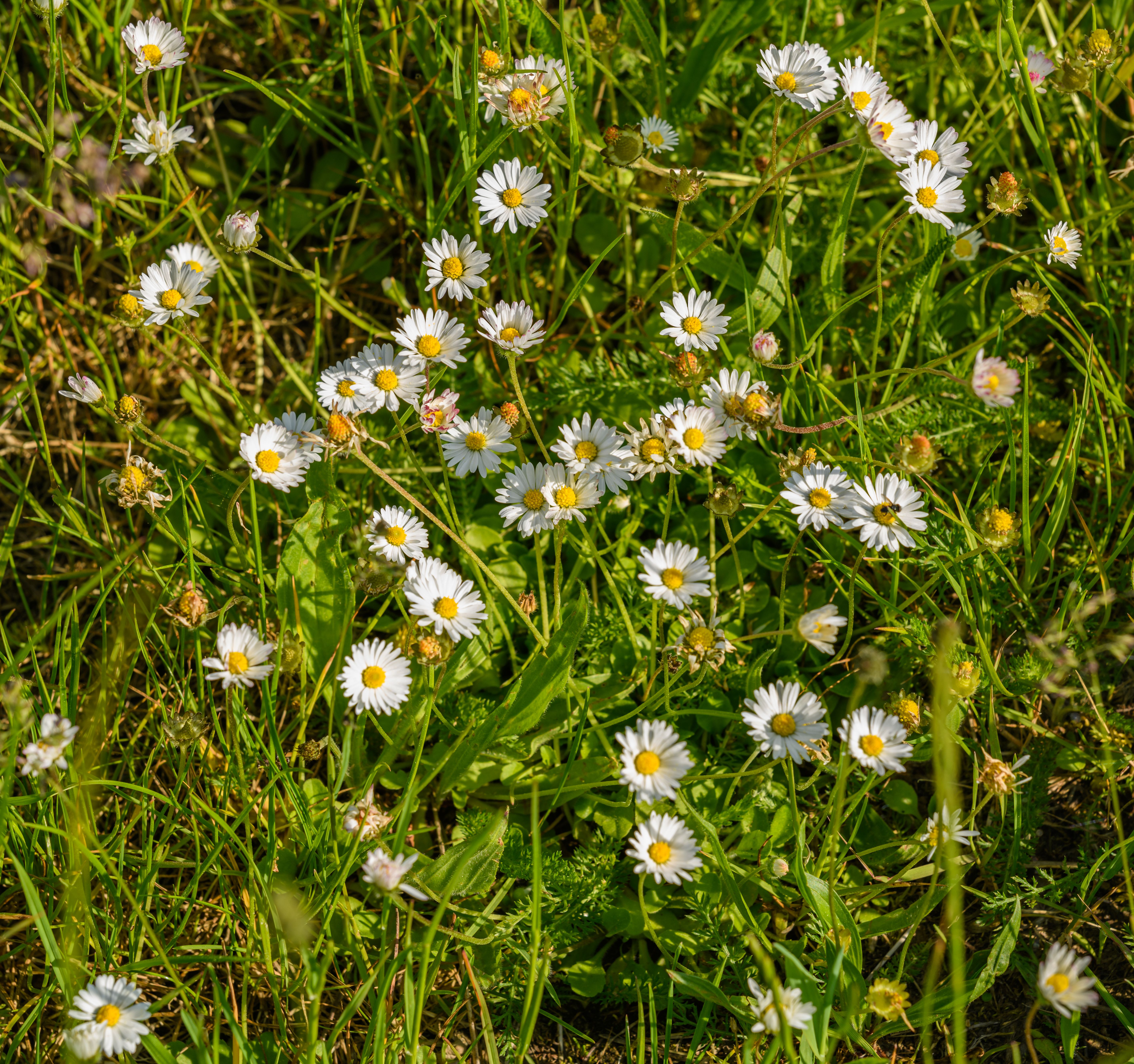 Close-up of Daisies Growing on a Field · Free Stock Photo