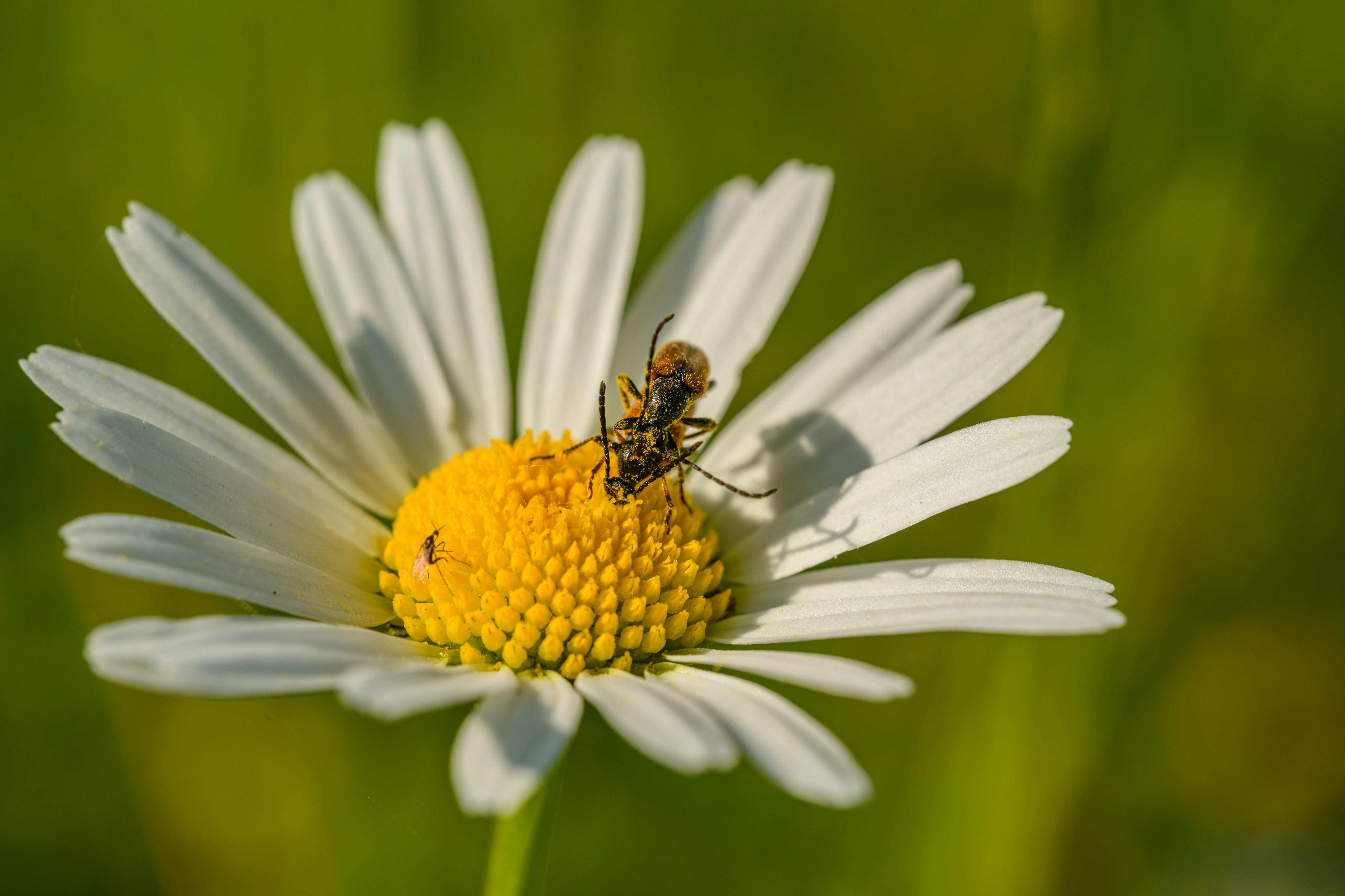 Close-up of a Bee Pollinating a Flower · Free Stock Photo