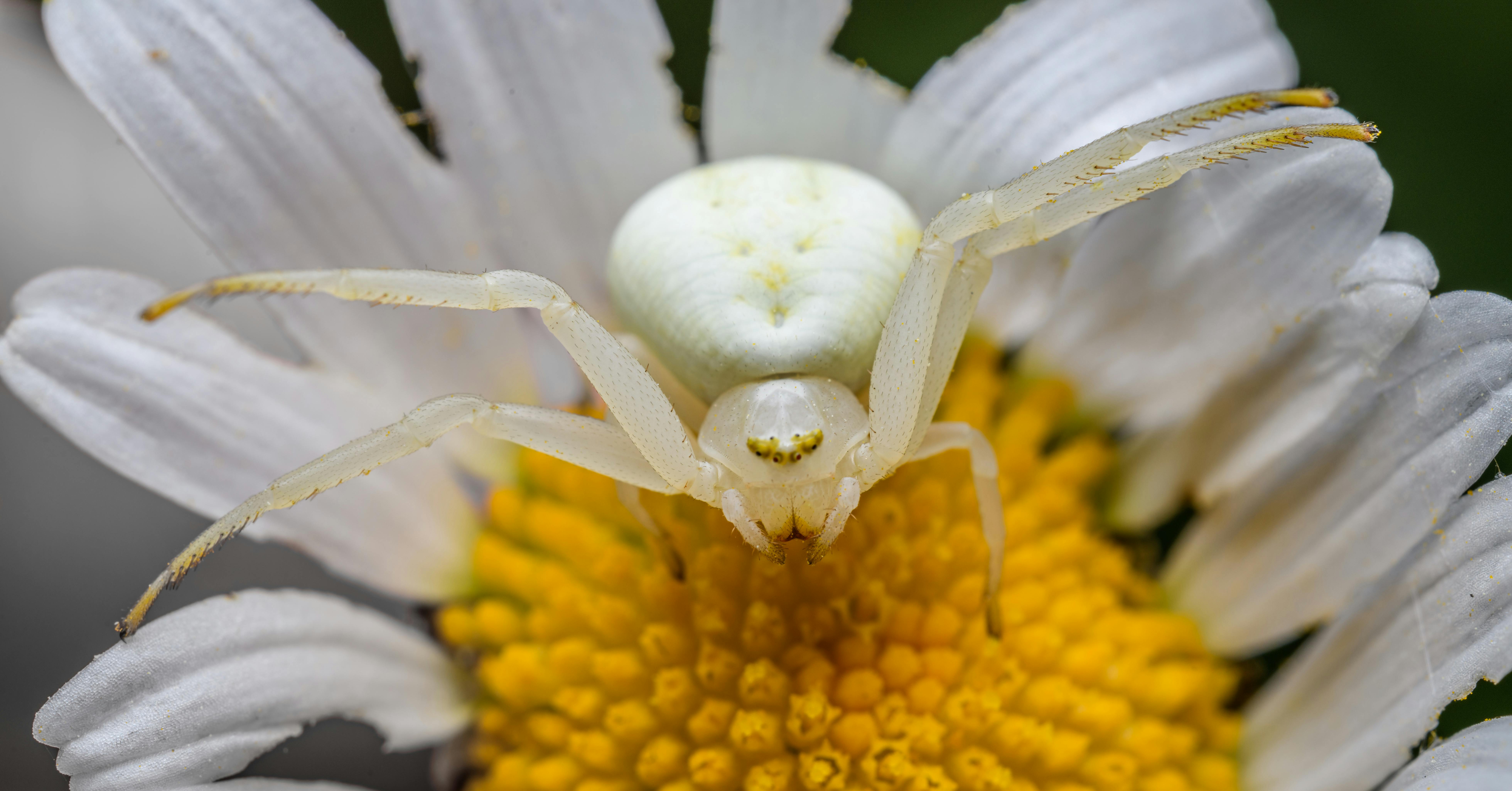 White Spider on Flower · Free Stock Photo