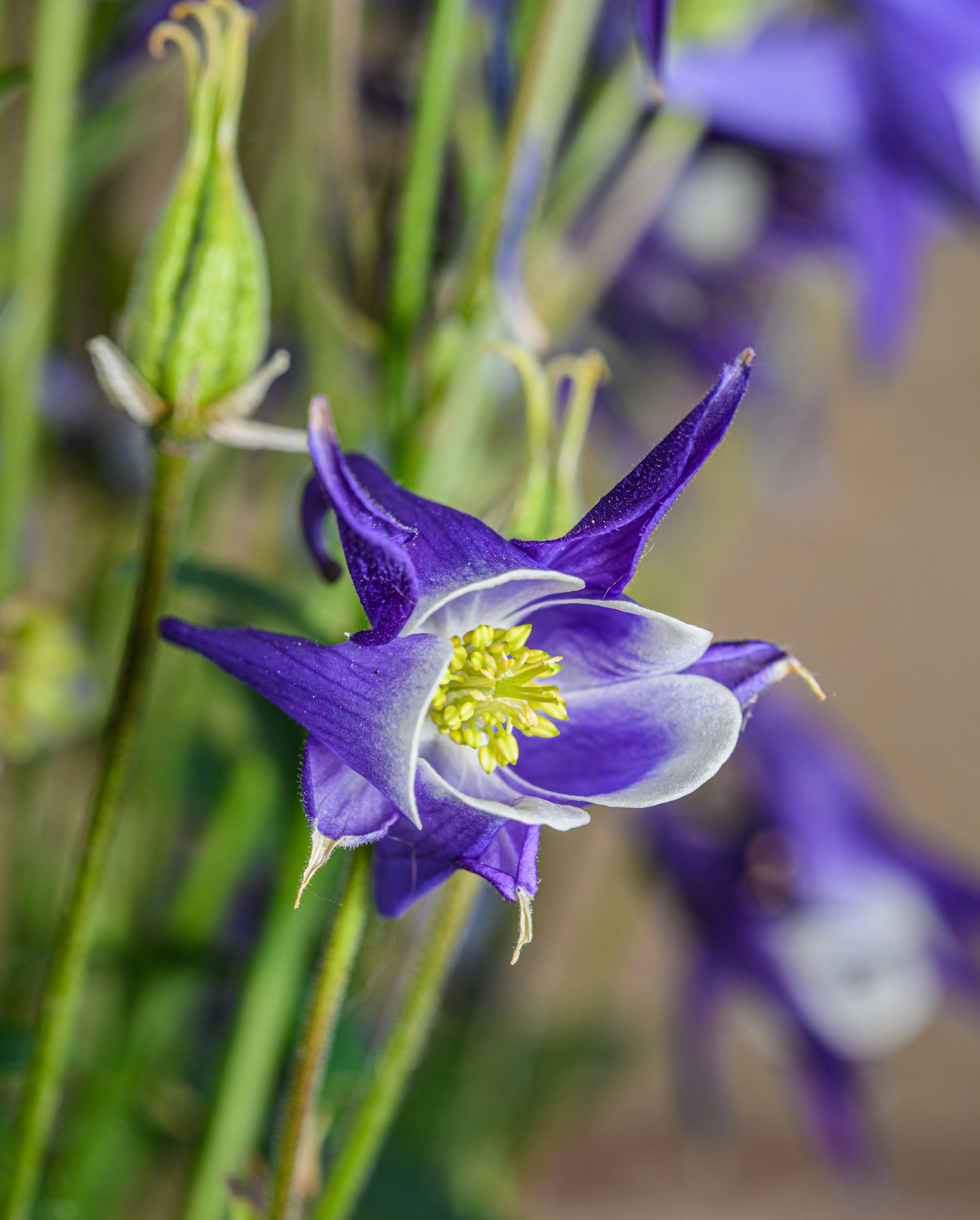 Close-up of Purple Columbine Flowers · Free Stock Photo