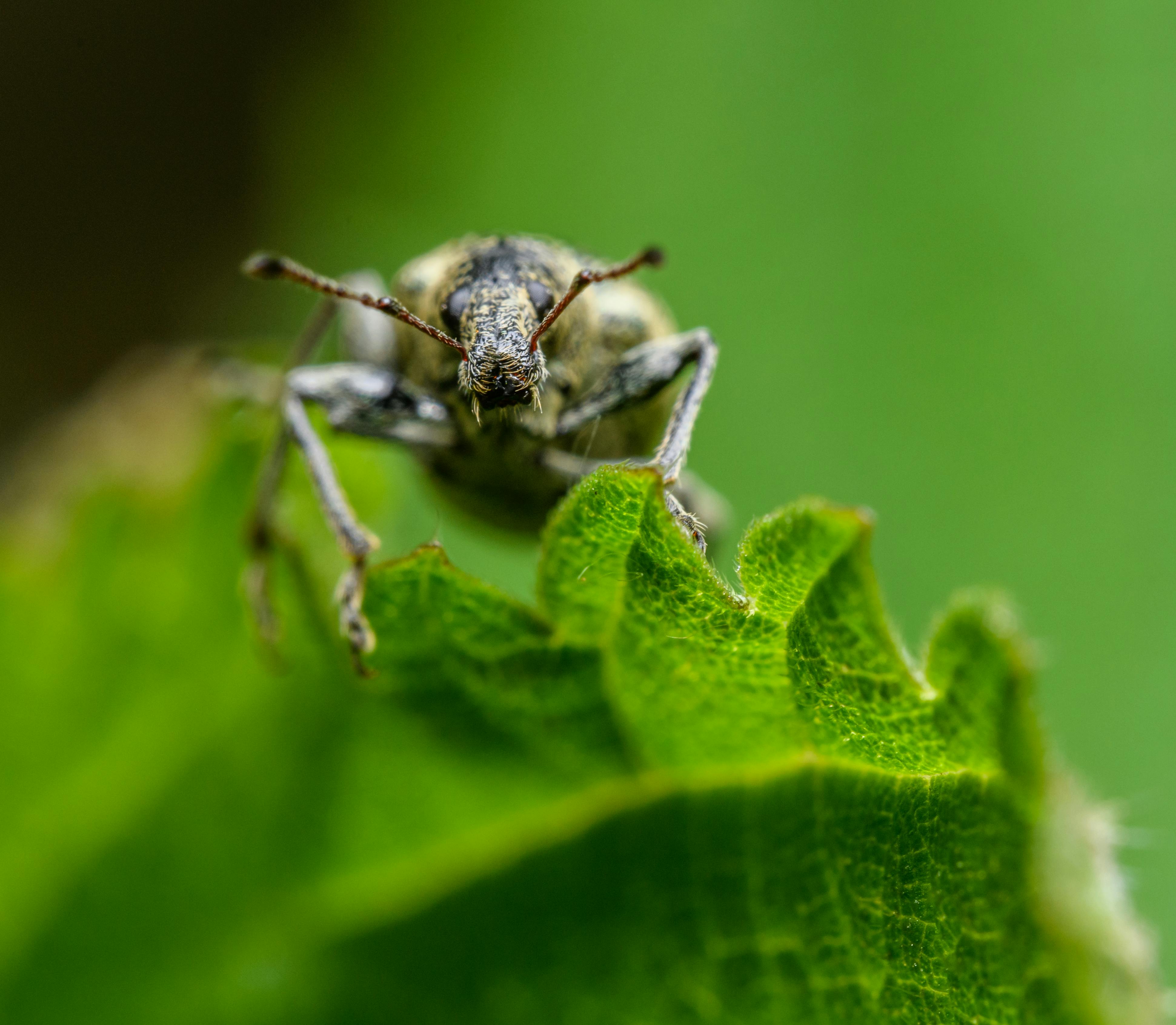 Bug Photoshoot Photos, Download The BEST Free Bug Photoshoot Stock ...