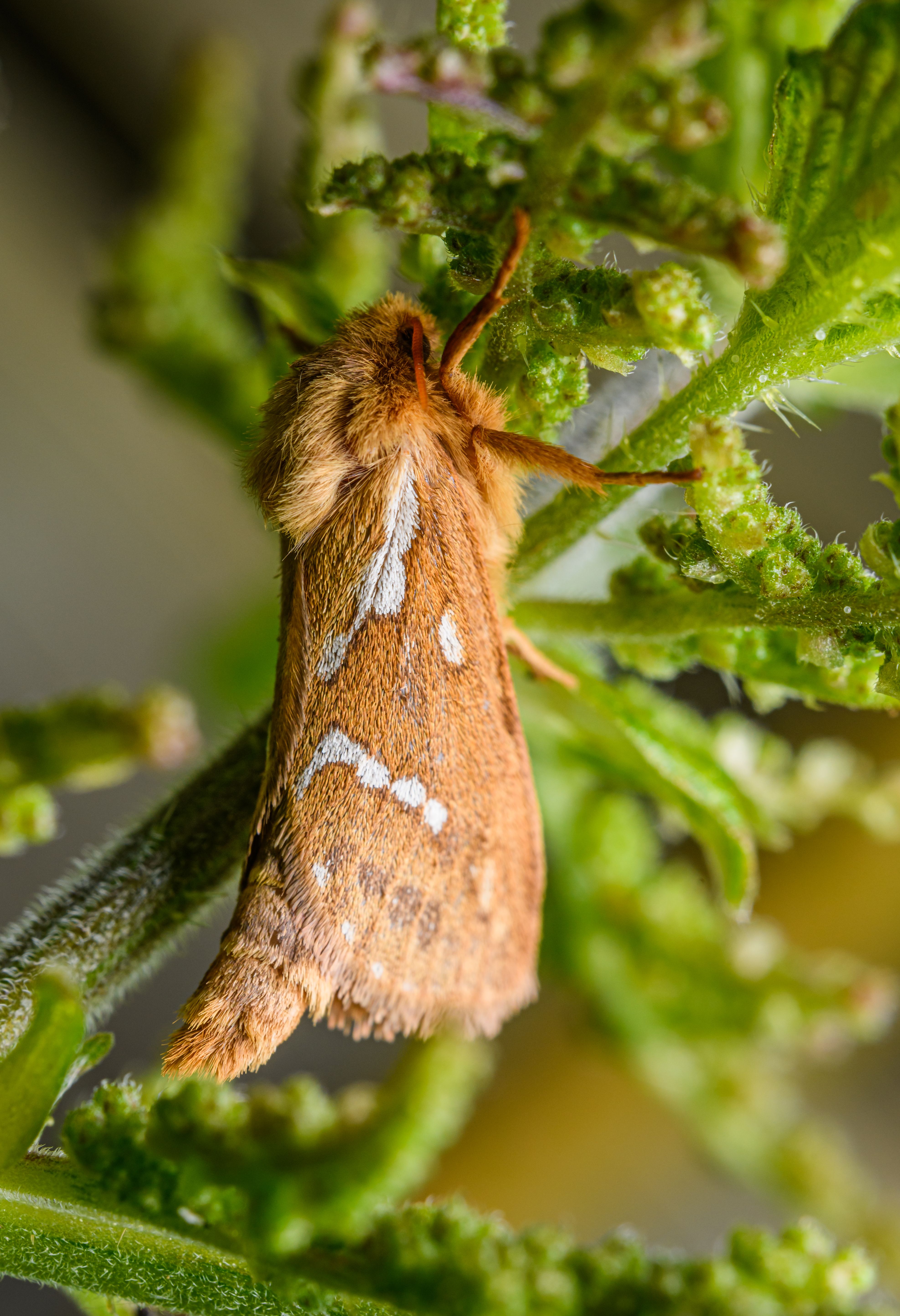 Moth on Plant · Free Stock Photo