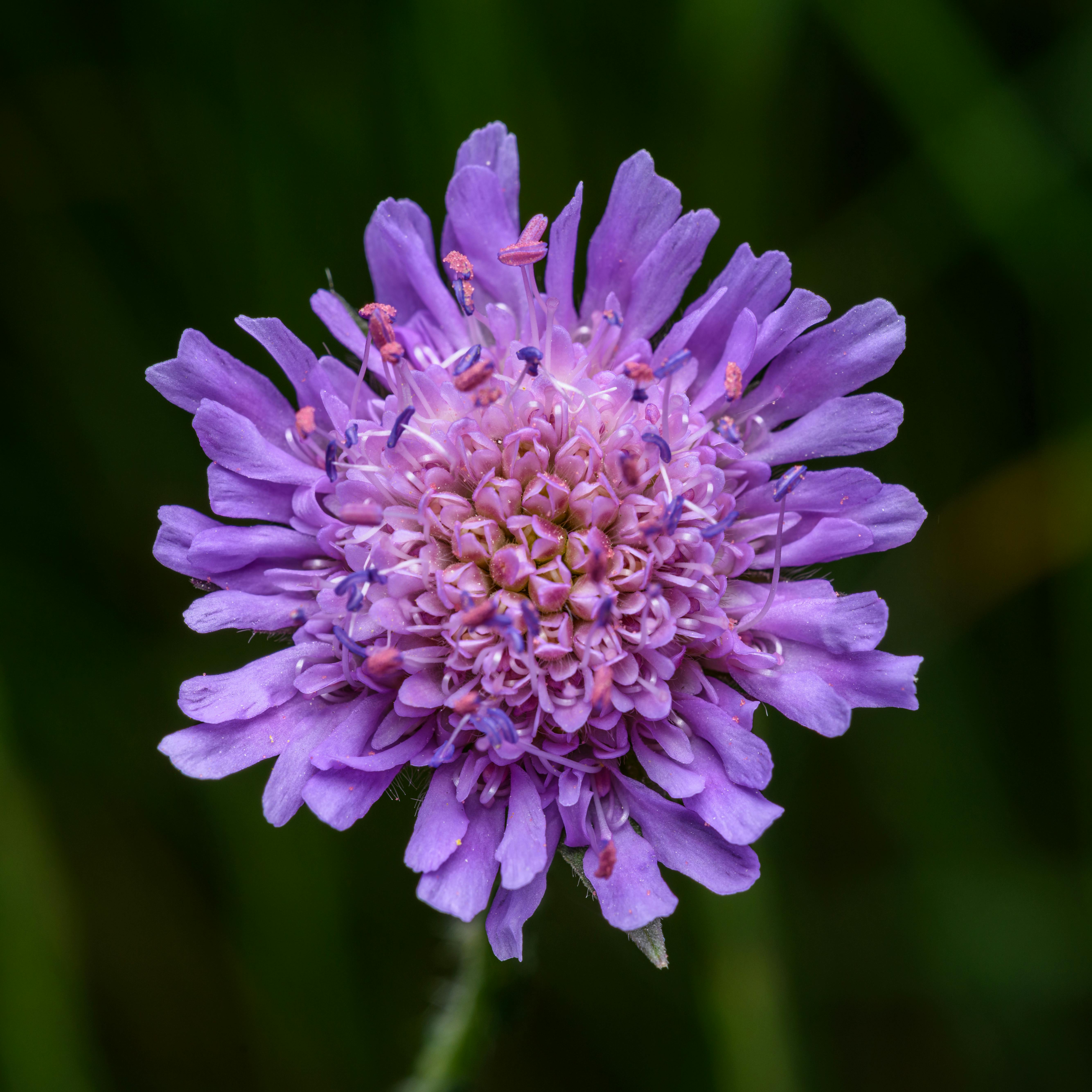 Purple Field Scabious Flower · Free Stock Photo